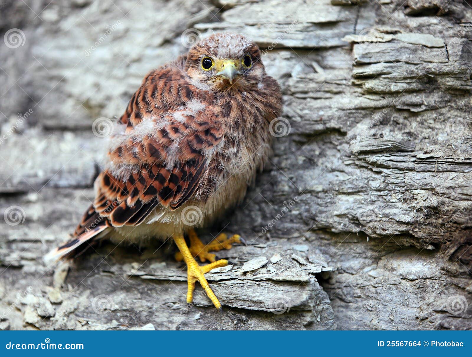 Young common kestrel stock photo. Image of coat, lost - 25567664