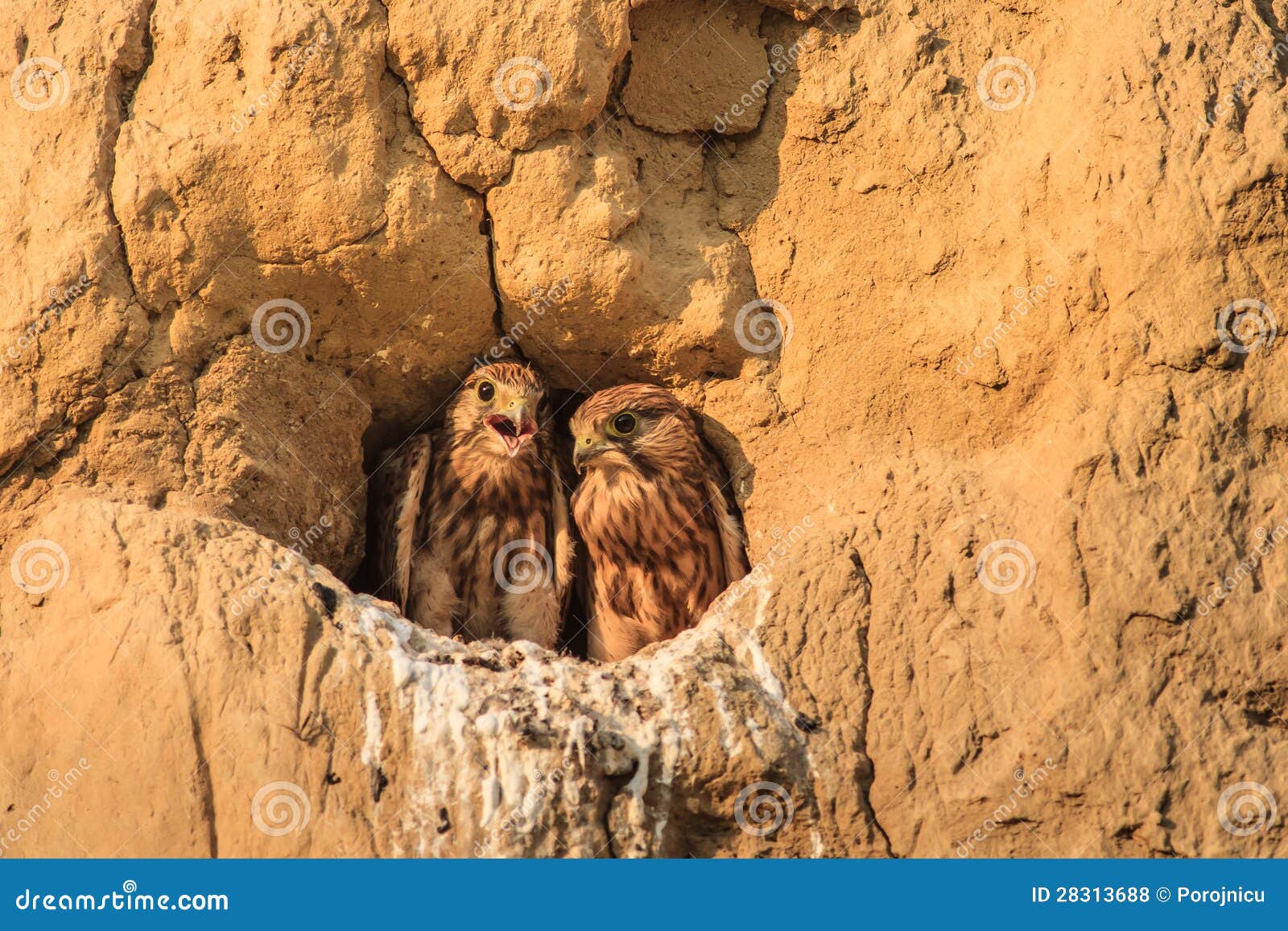 Young common kestrel stock photo. Image of closeup, falcon - 28313688