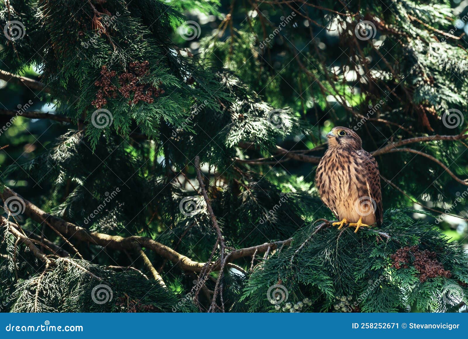 Young Common Kestrel Bird on Tree Branch Stock Image - Image of tree ...