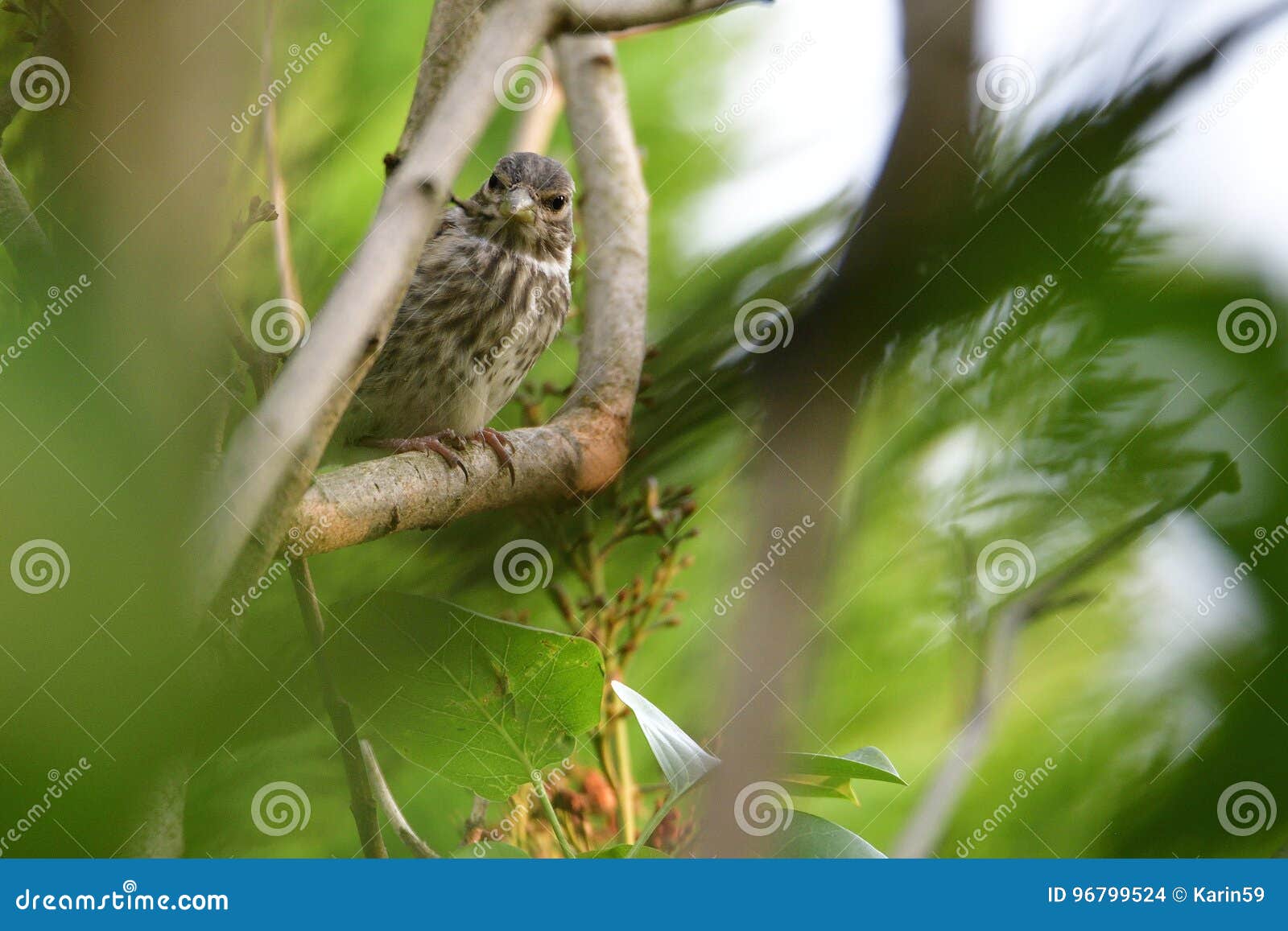 Young Common linnet stock photo. Image of cannabina, green - 96799524