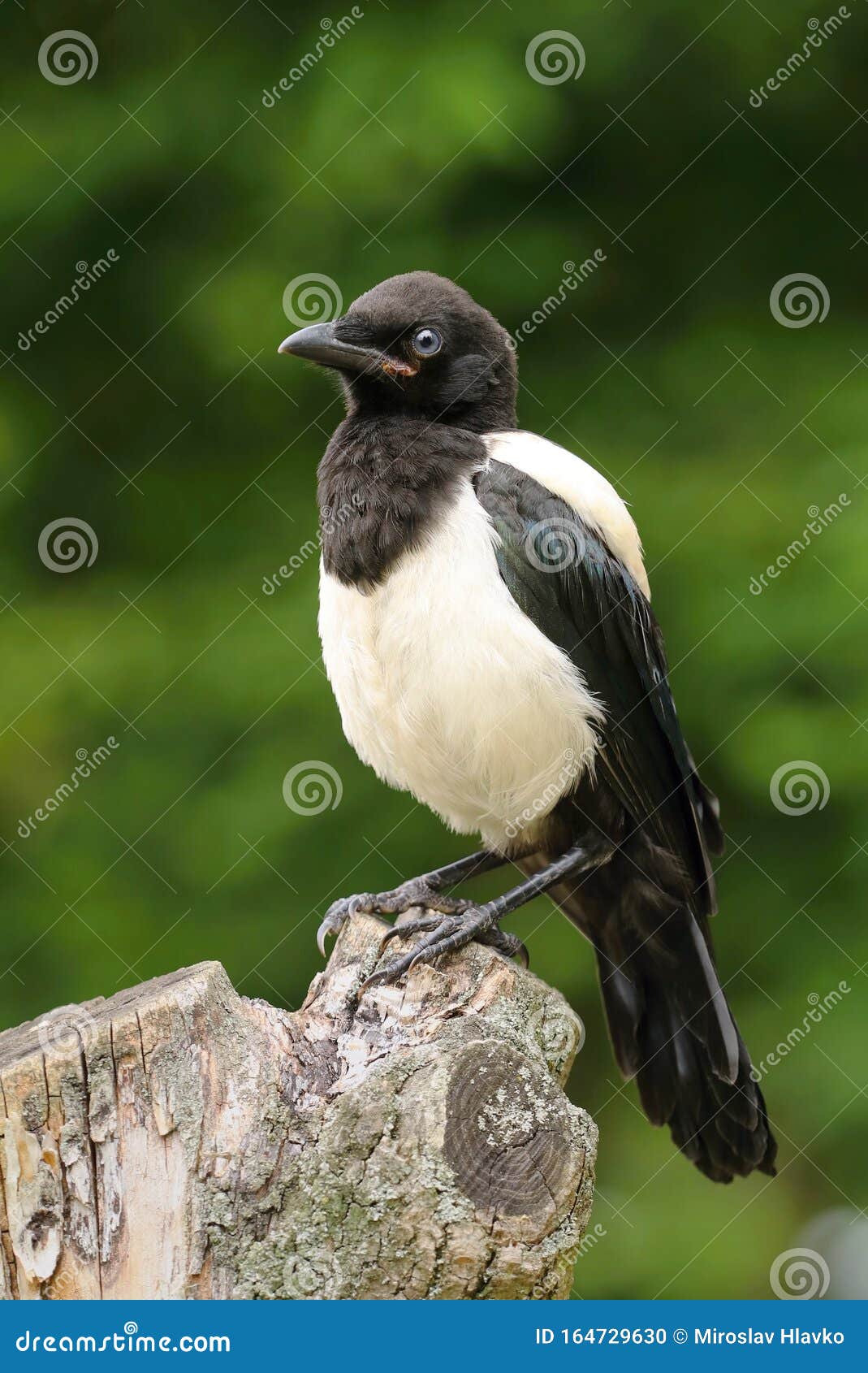 Young Common Magpie Pica Pica Stock Photo - Image of beak, wild: 164729630