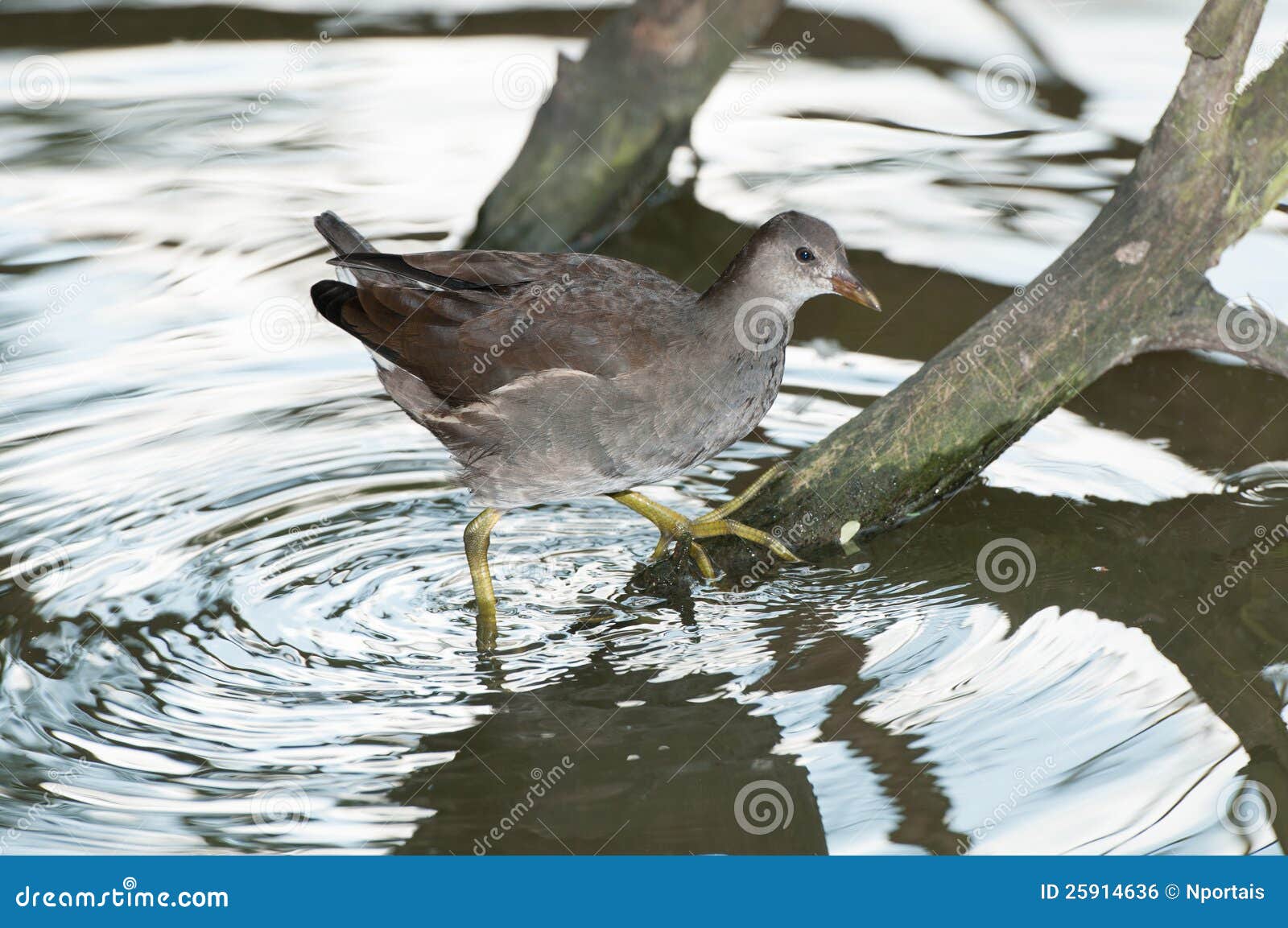 Young Common Moorhen stock photo. Image of marsh, lakes - 25914636
