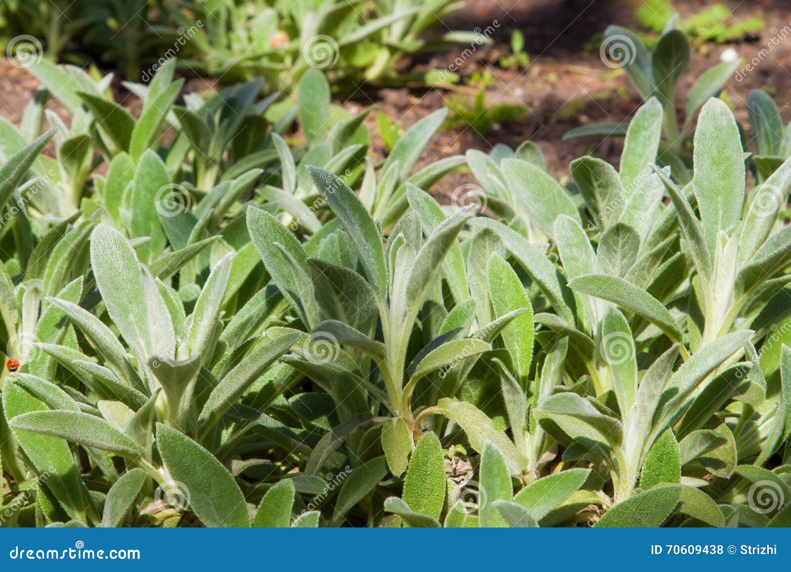 Young common mullein stock photo. Image of medicine, plant - 70609438