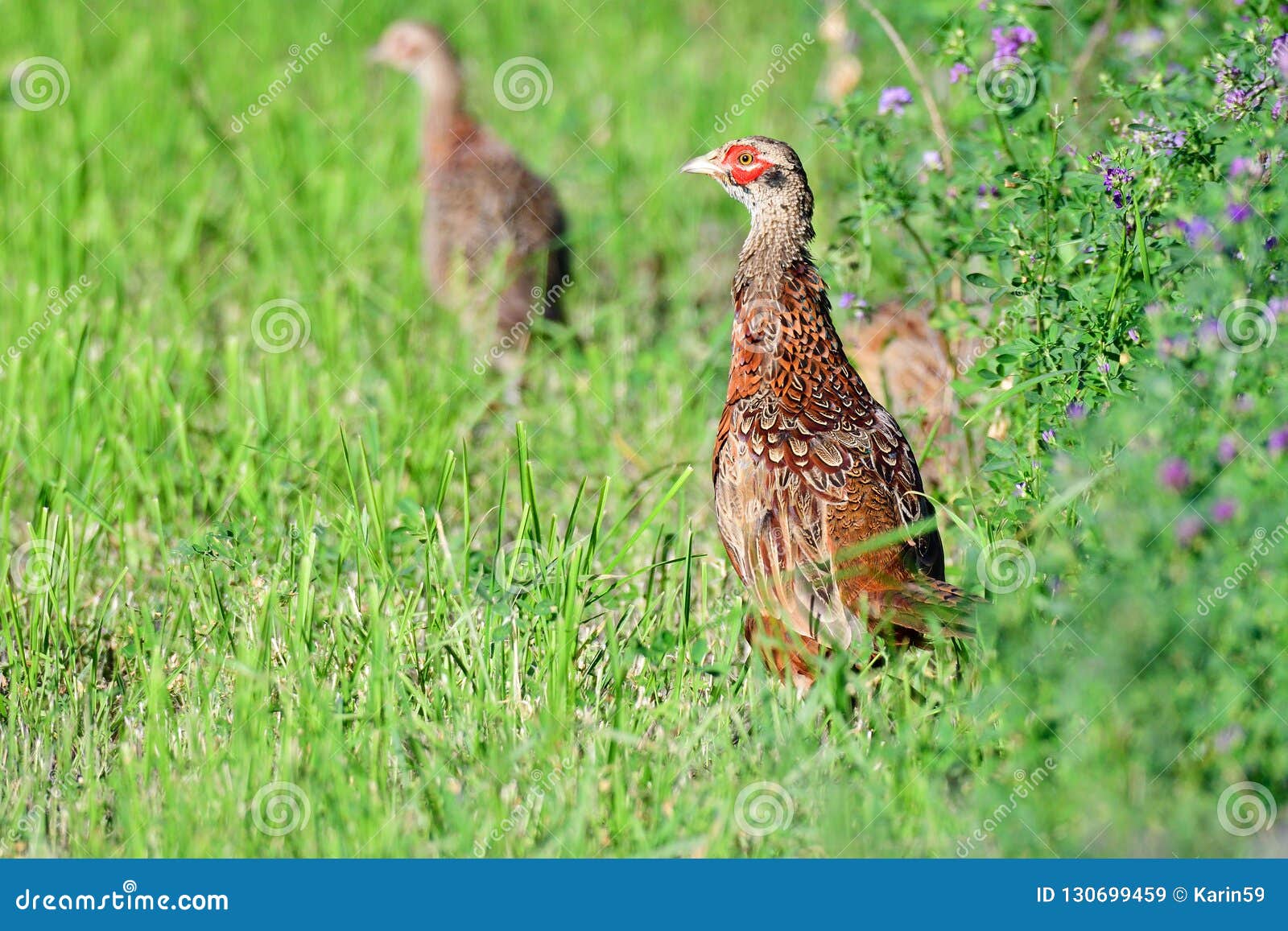 Young Common Pheasant on a Meadow Stock Image - Image of green, wild ...