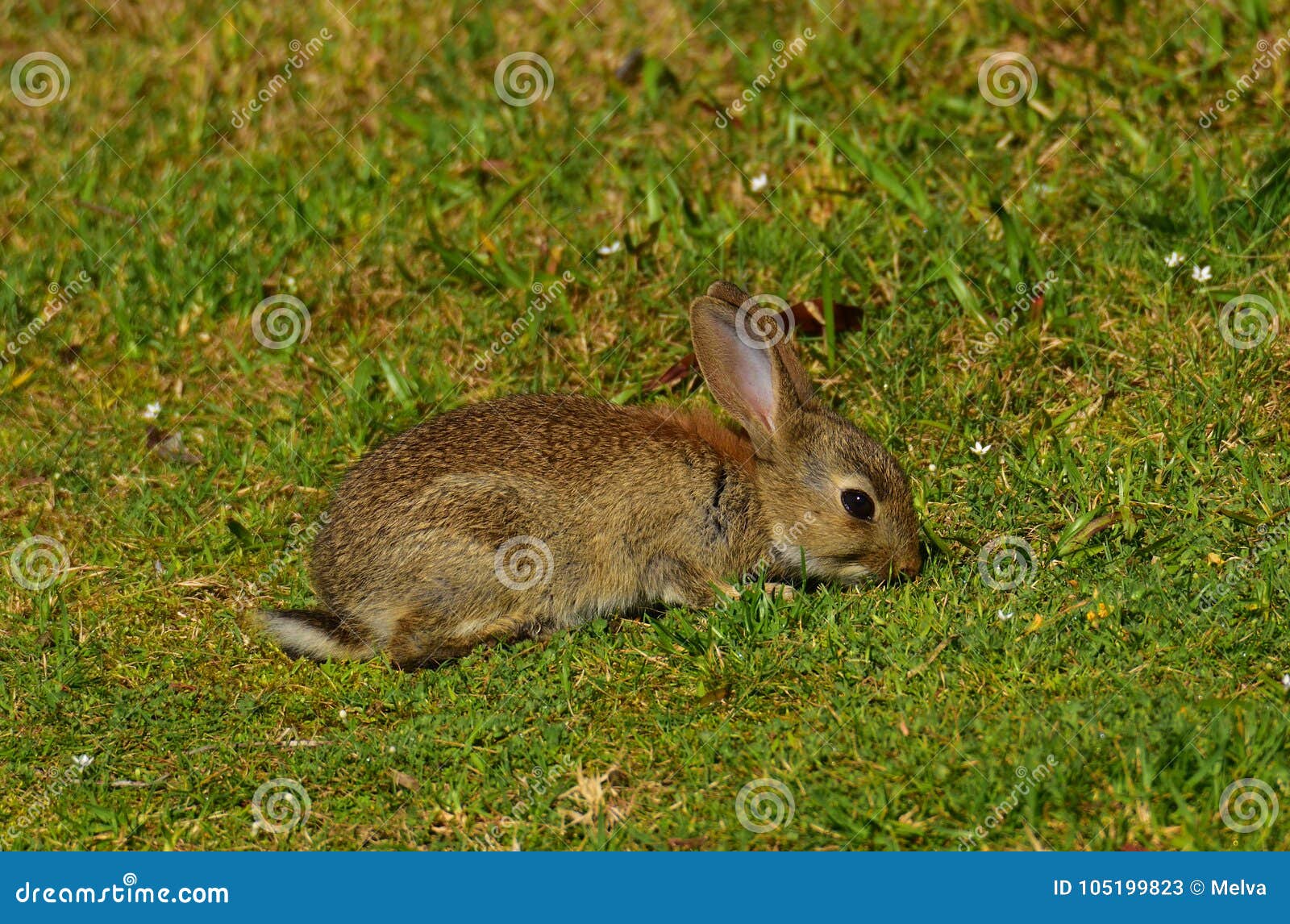 Young Common Rabbit stock image. Image of young, immature - 105199823