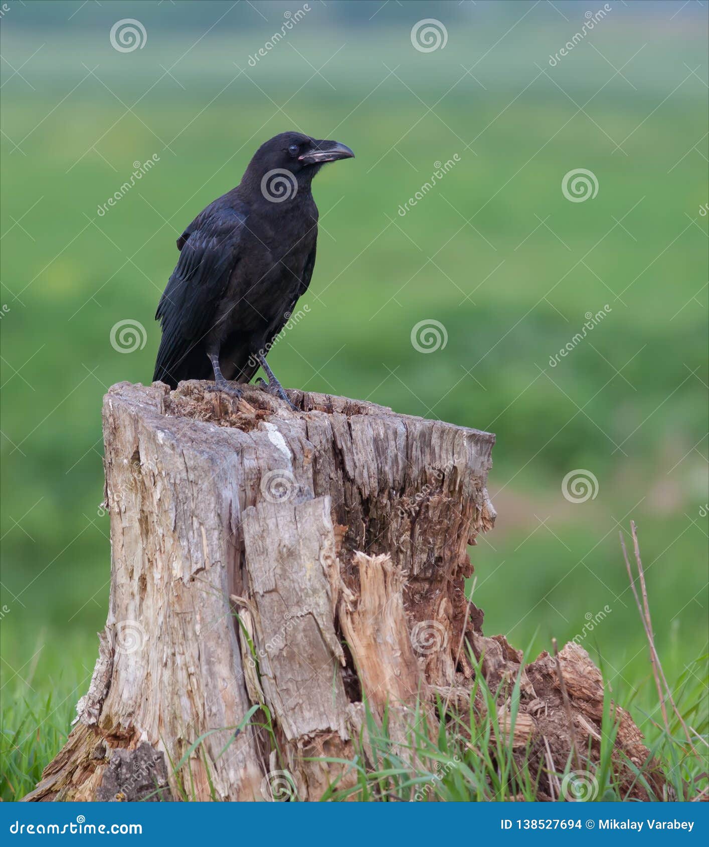 Young Common Raven Sits on an Old Large Stump Stock Photo - Image of ...