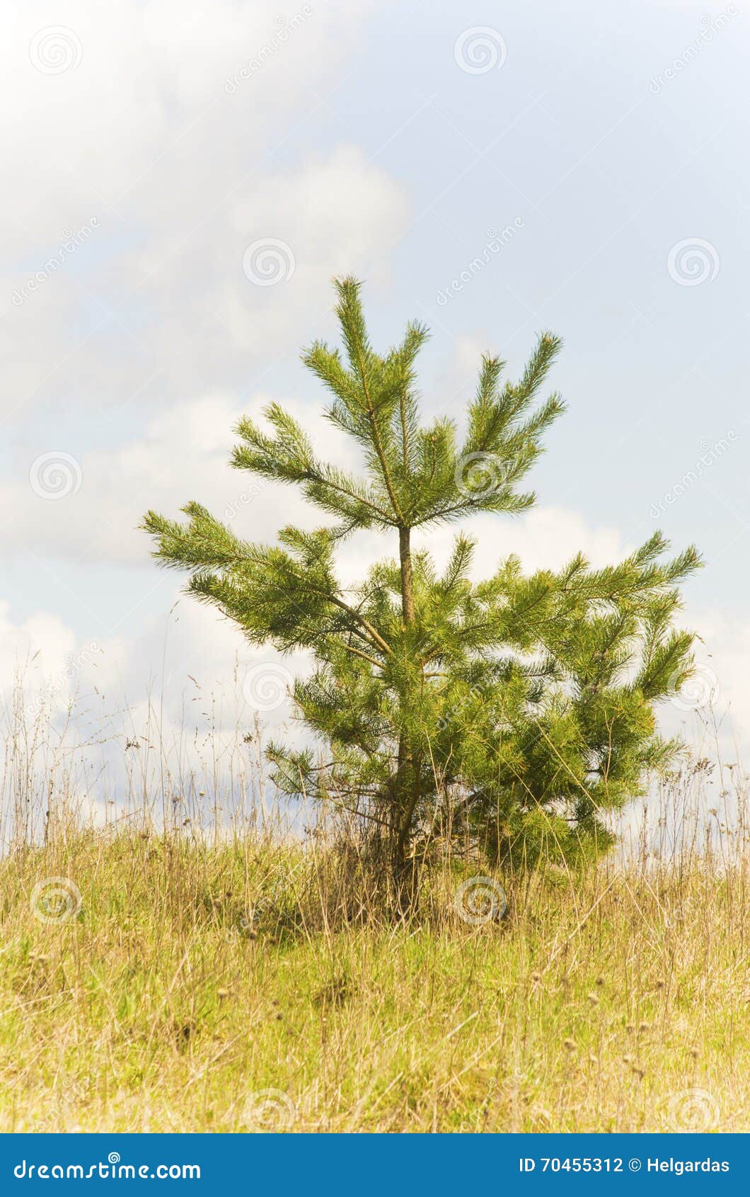 Young Common Scots Pine (Pinus Sylvestris) Stock Photo - Image of ...