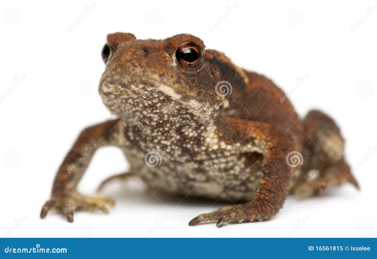 Young Common Toad, Bufo Bufo, Stock Image - Image of copy, people: 16561815