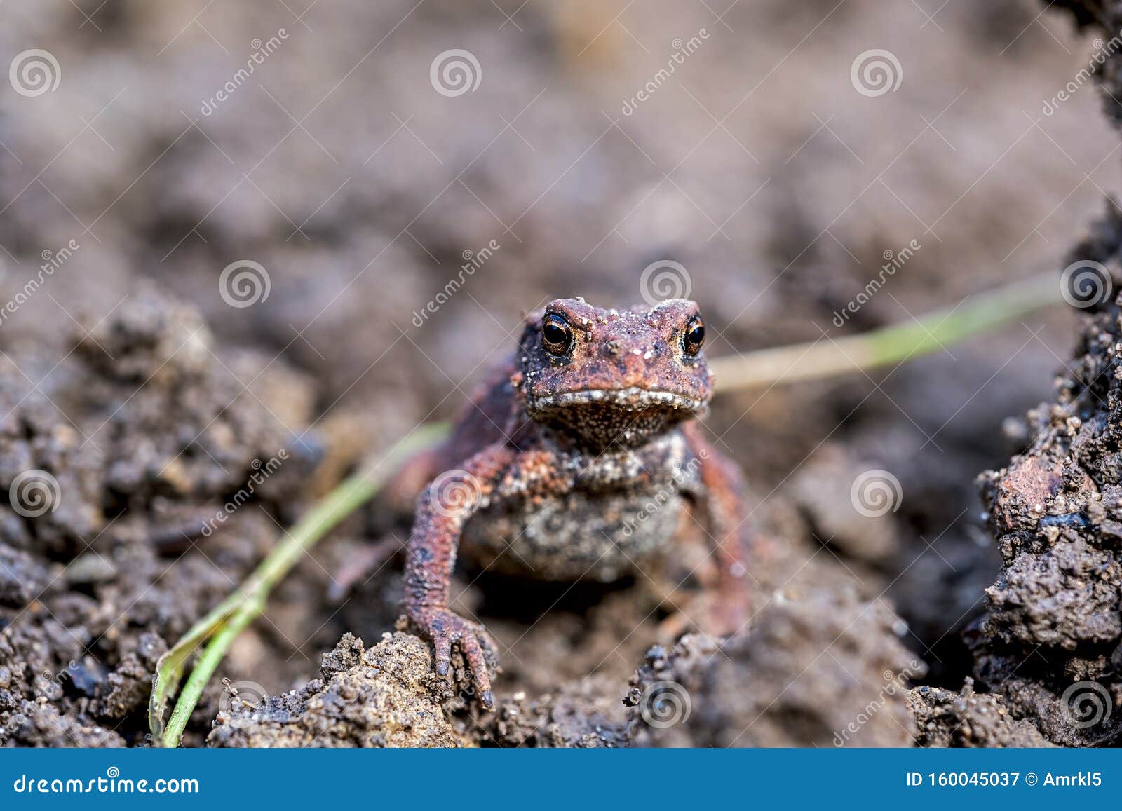 Little curious toad stock image. Image of macro, close - 160045037