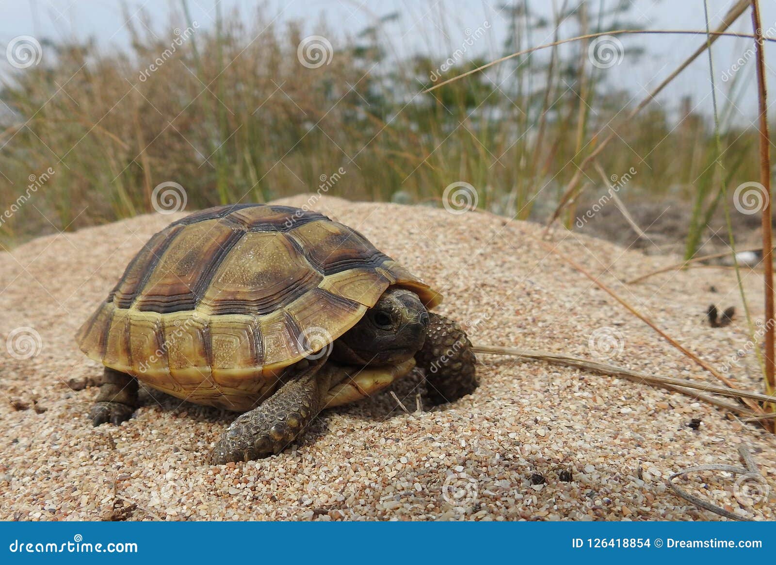 Common Tortoise Testudo Graeca Ibera Stock Photo - Image of herping ...