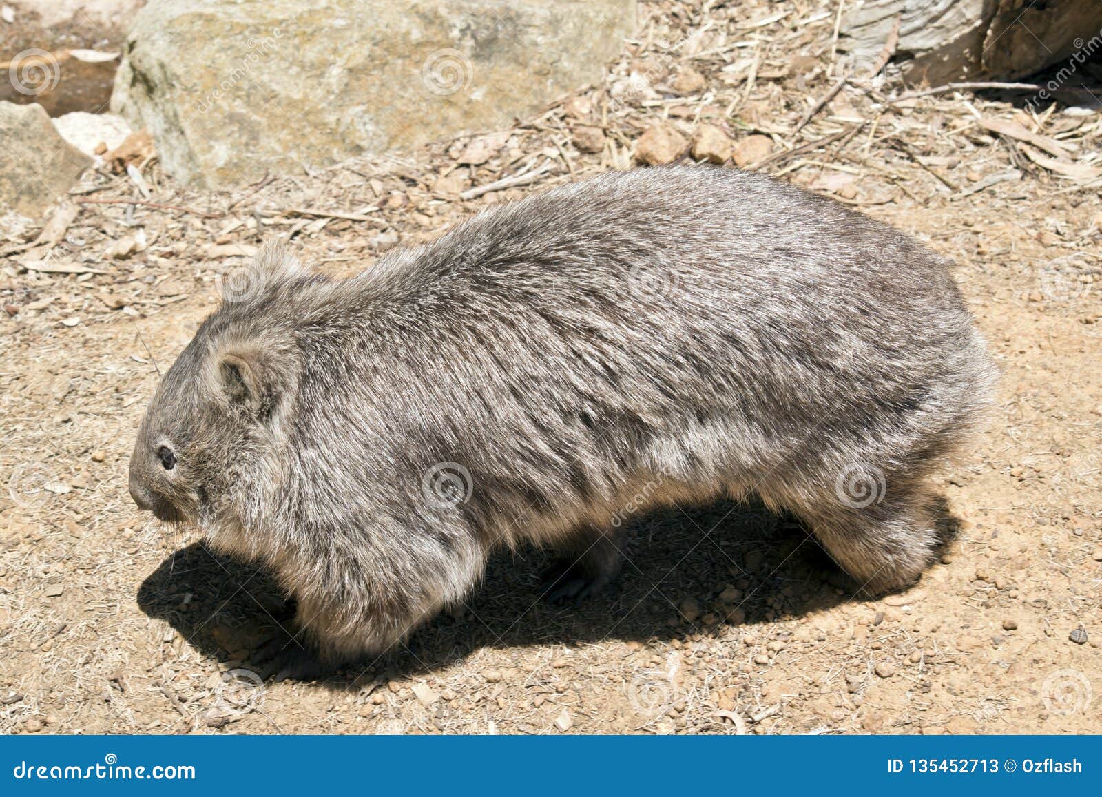 Young common wombat stock image. Image of side, marsupial - 135452713
