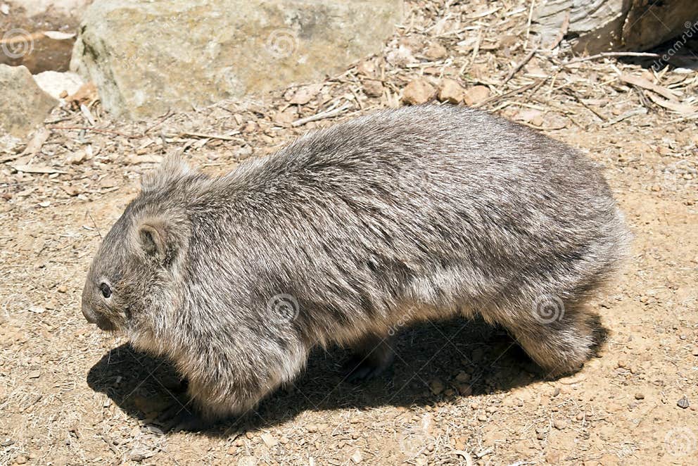 Young common wombat stock image. Image of side, marsupial - 135452713