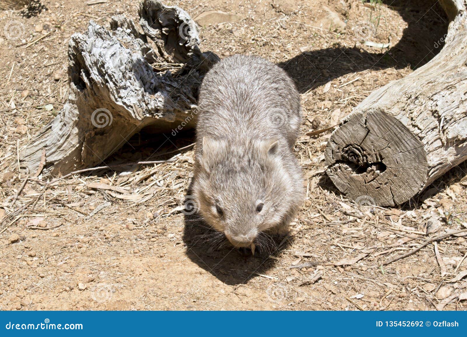 Young common wombat stock photo. Image of australian - 135452692