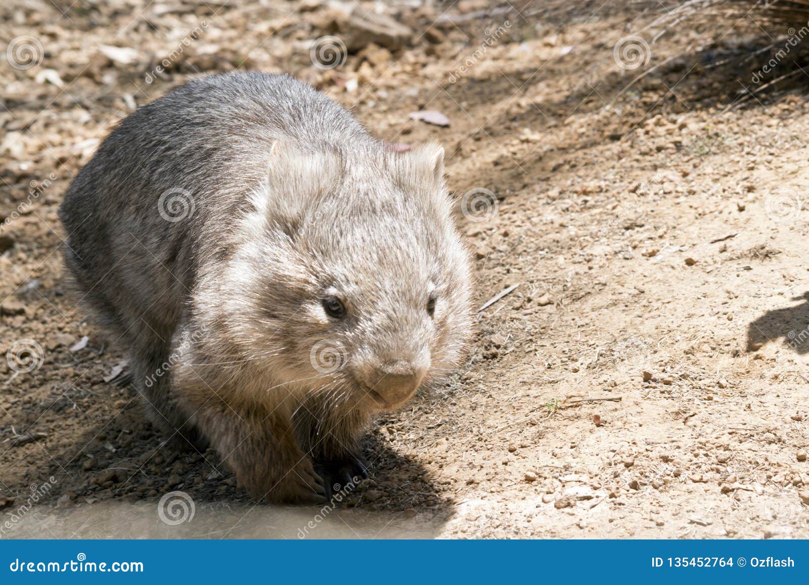 Young common wombat stock photo. Image of side, pouch - 135452764