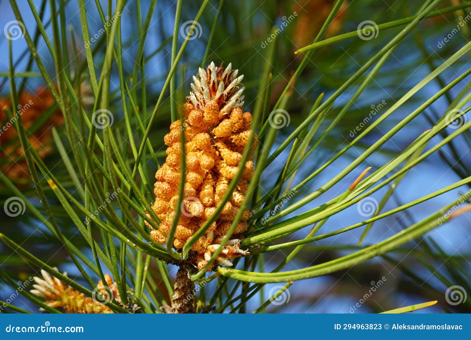 A Young Cone in Bloom on a Pinus Pinaster Tree Stock Image - Image of ...