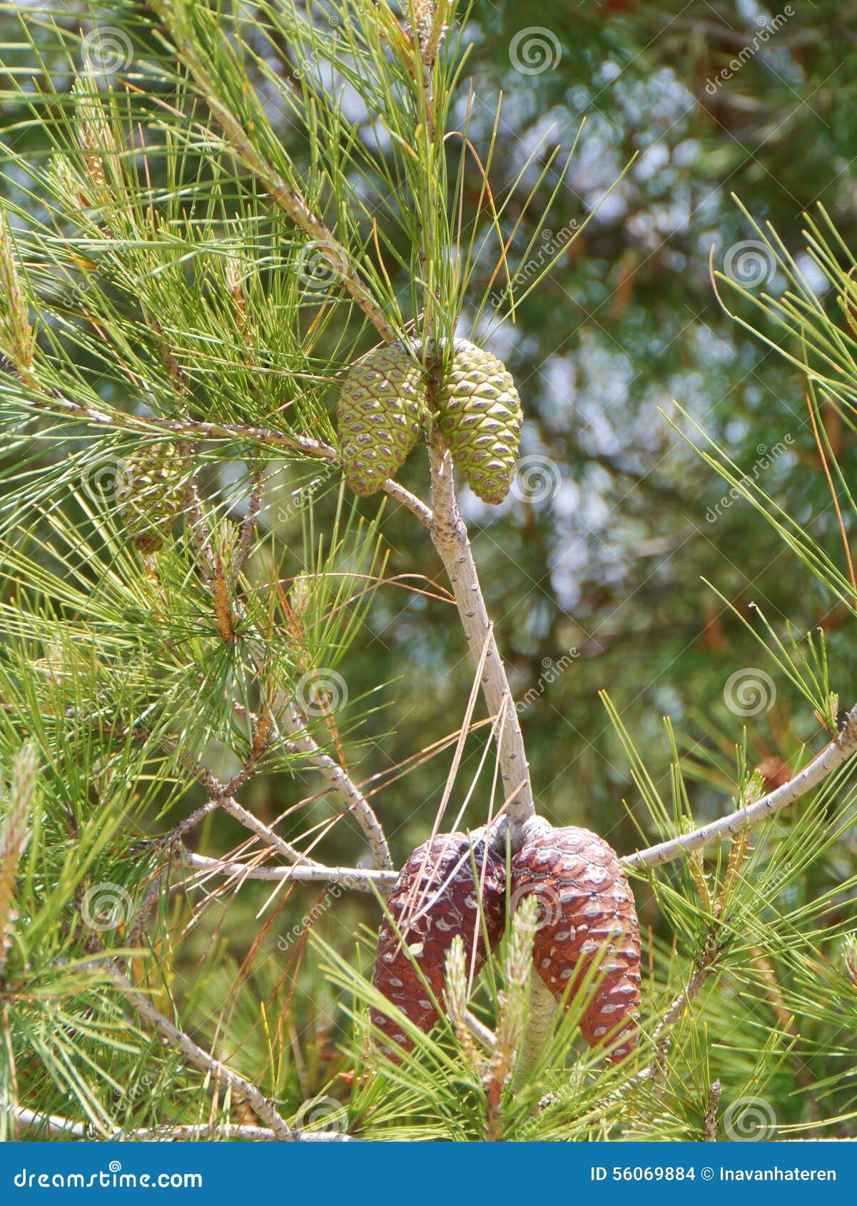 Young Cones in a Green Pine Tree Stock Photo - Image of tree, nature ...
