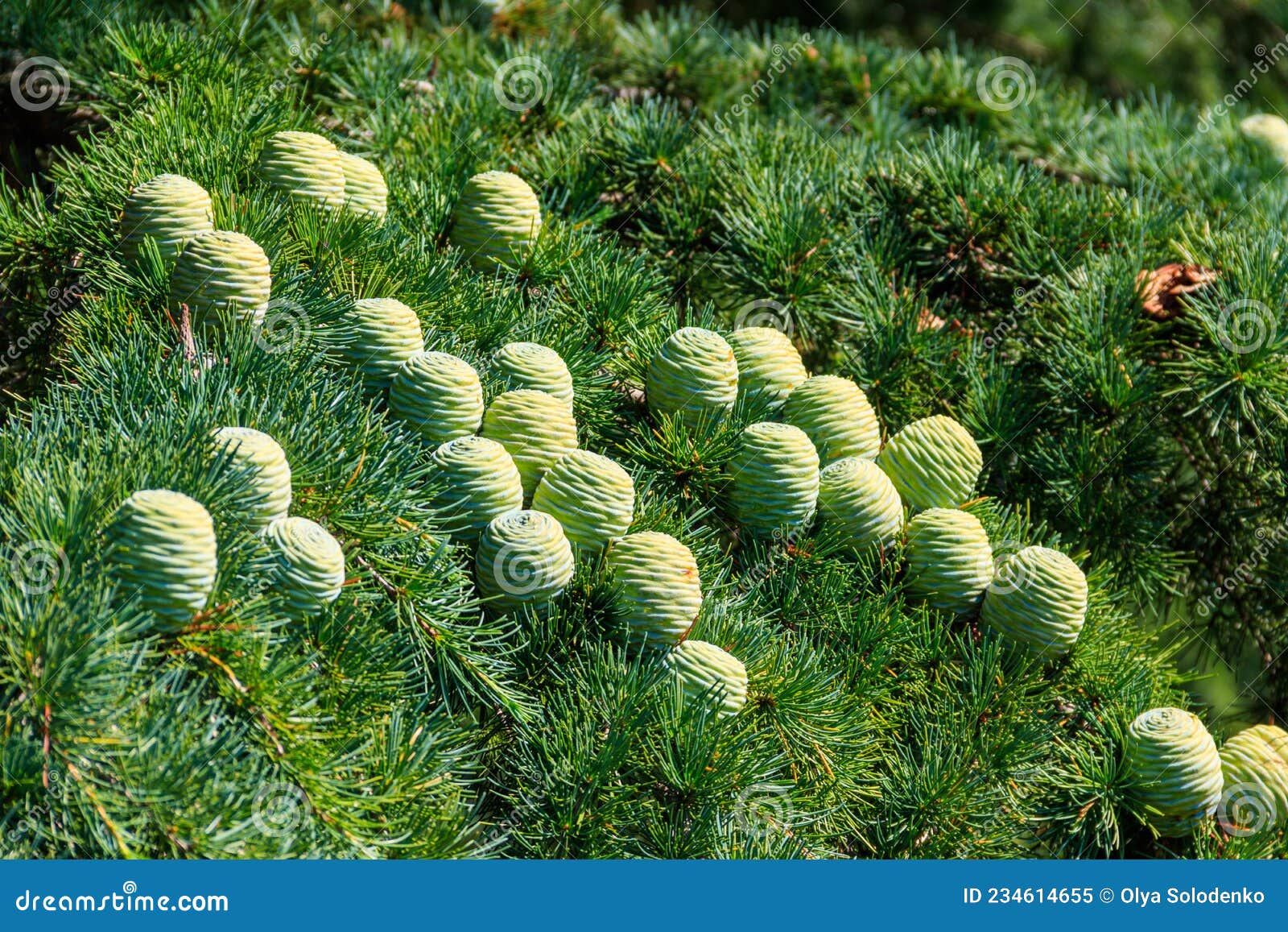 Cones Growing On A Branch Of A Cedar Tree Cedrus Libani Cedar Of ...