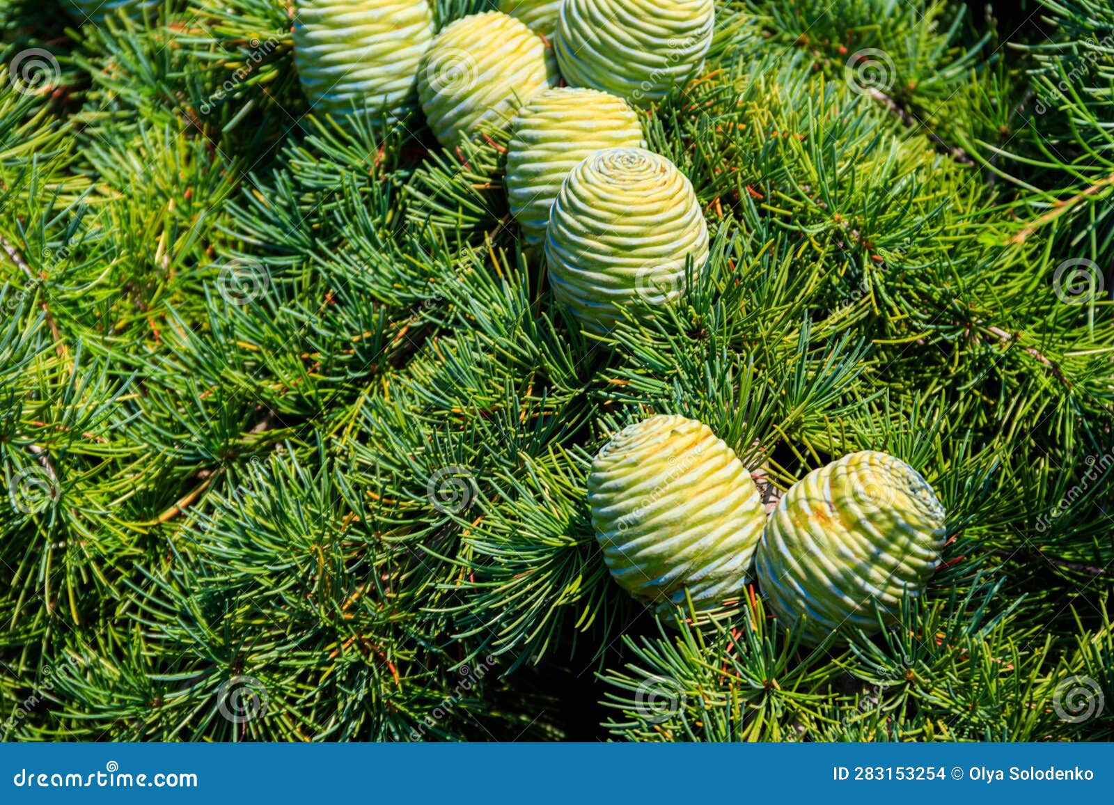 Young Cones Growing on a Branch of Cedar Tree (Cedrus Libani) Cedar of ...