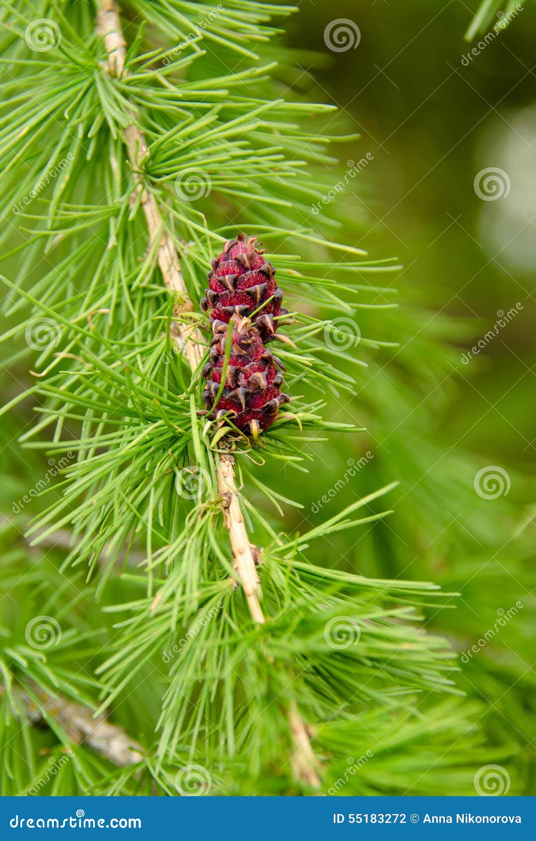 Young Cones On The Branches Of The Pond Pine Also Known As Pinus ...