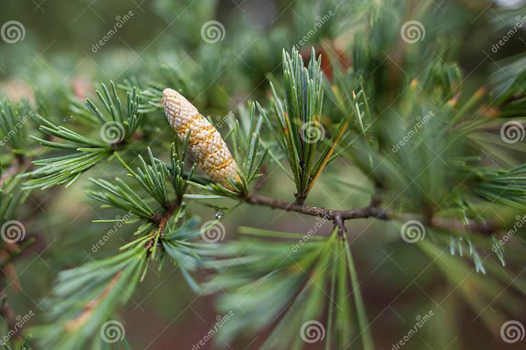 Young Conifer Pine Shoot Closeup Stock Photo - Image of ecology, growth ...