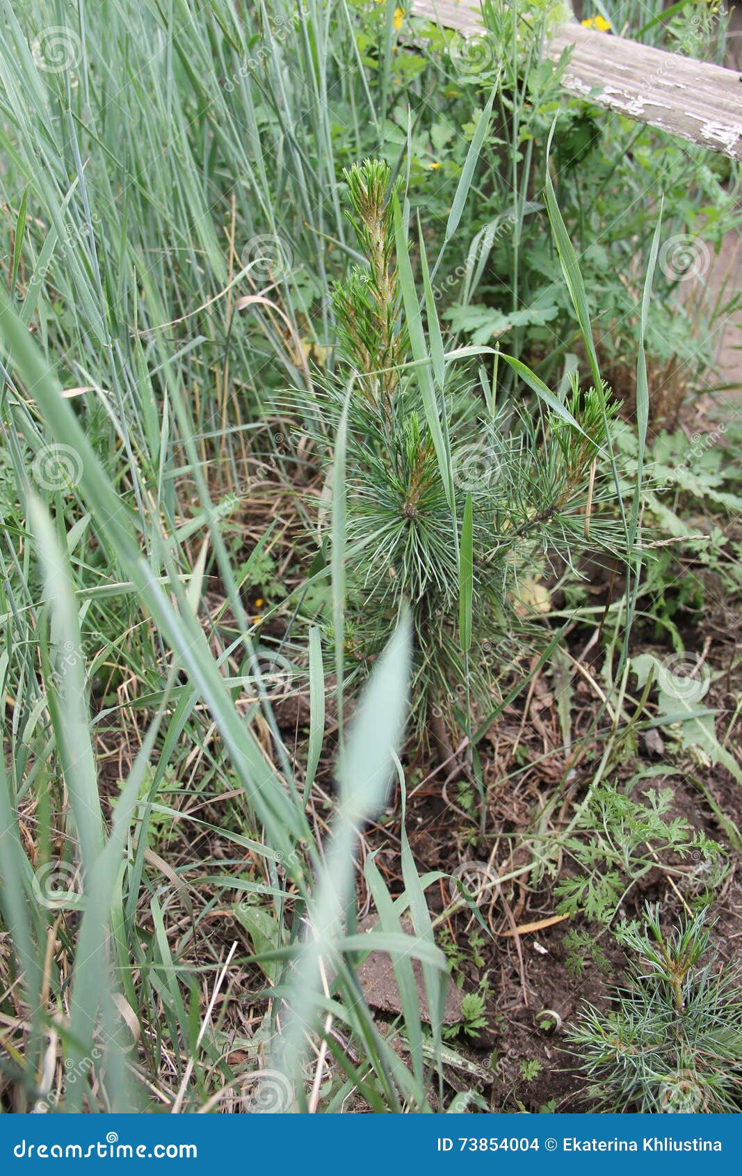 Young Conifer - Pine Tree Growing in Garden Grass Stock Photo - Image ...