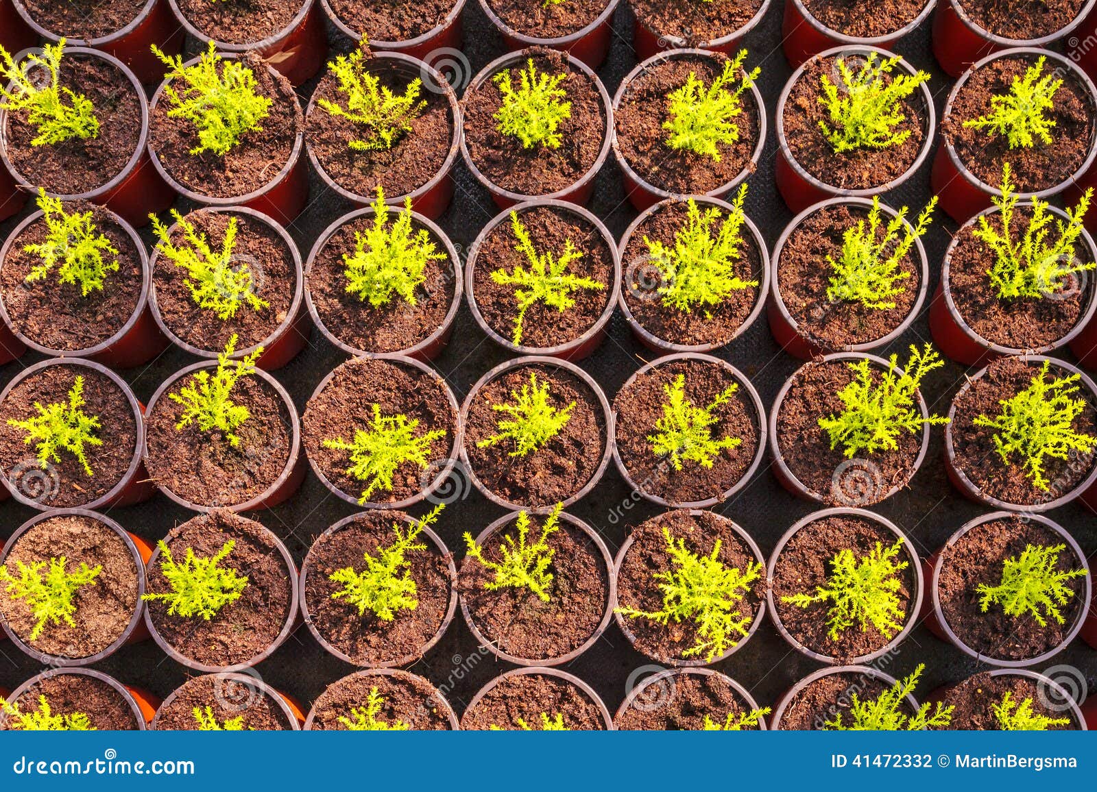 Young Conifer Sprouts in Pots Stock Photo - Image of evergreen, botany ...