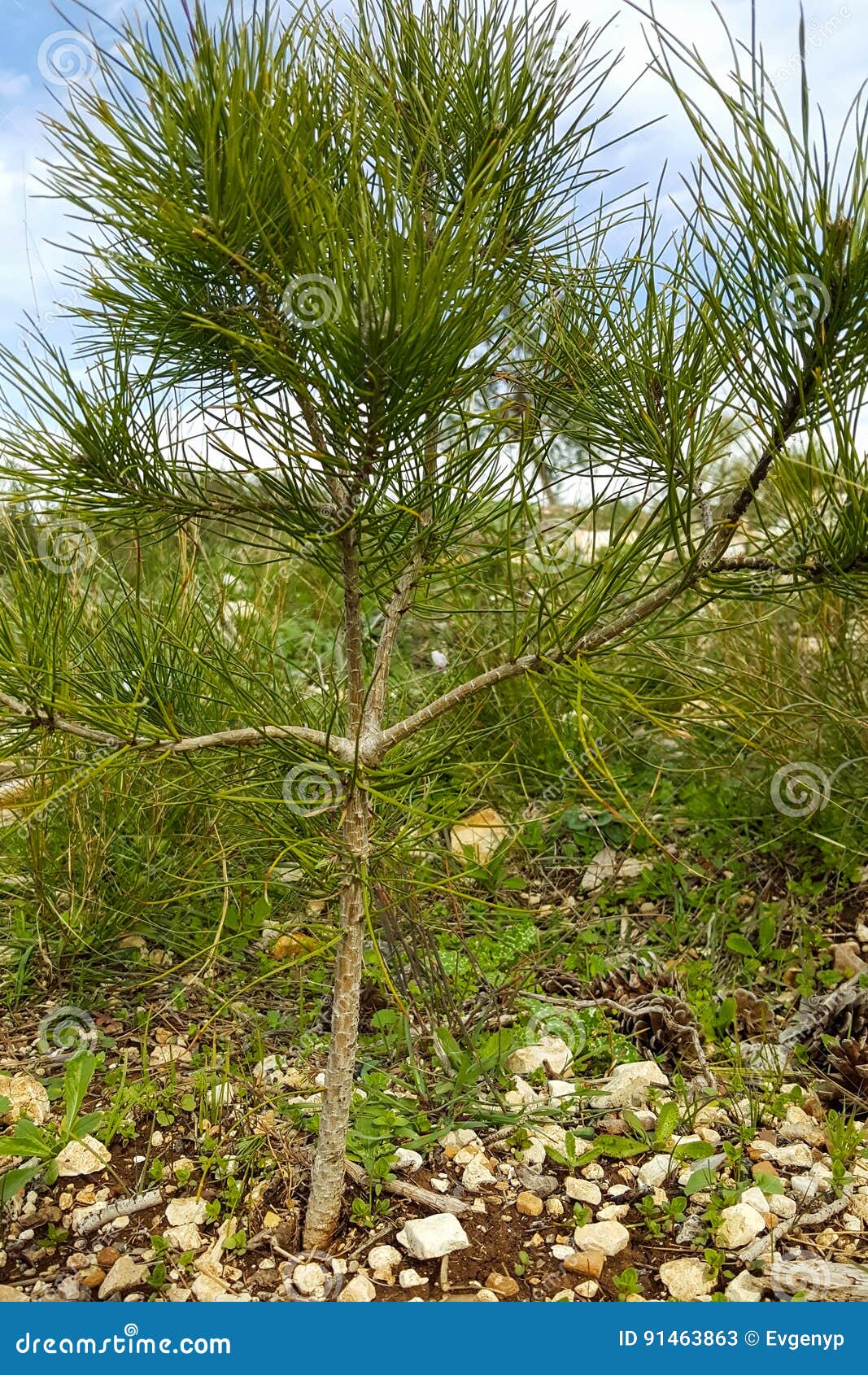Young Coniferous Tree Seedlings Stock Image - Image of peace, natural ...