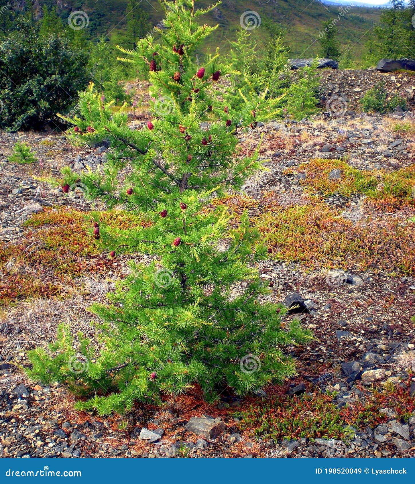 Young Conifers in Forest. Spruce in the Taiga Stock Image - Image of ...