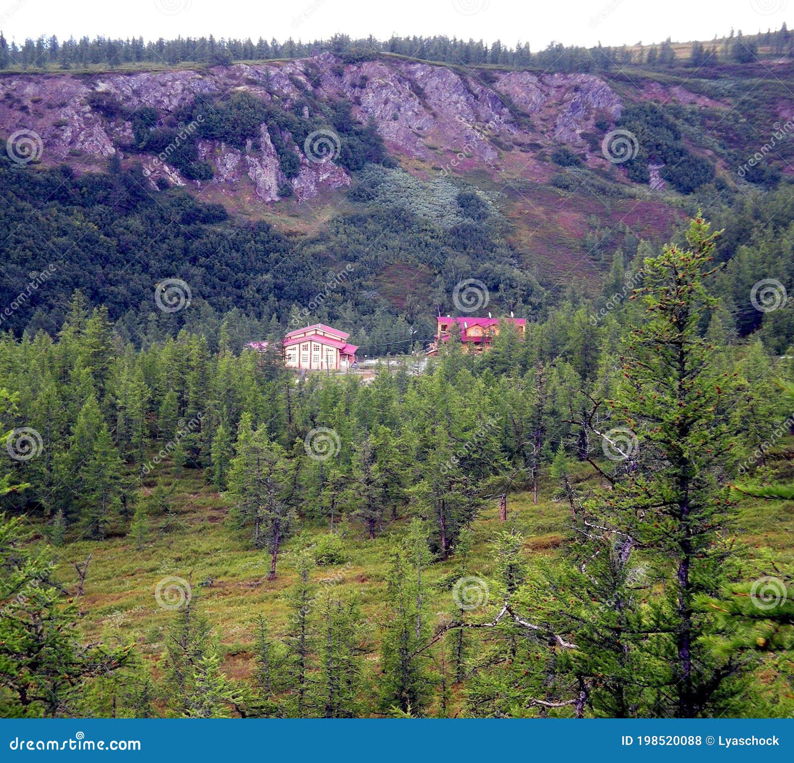 Young Conifers in Forest. Spruce in the Taiga Stock Photo - Image of ...