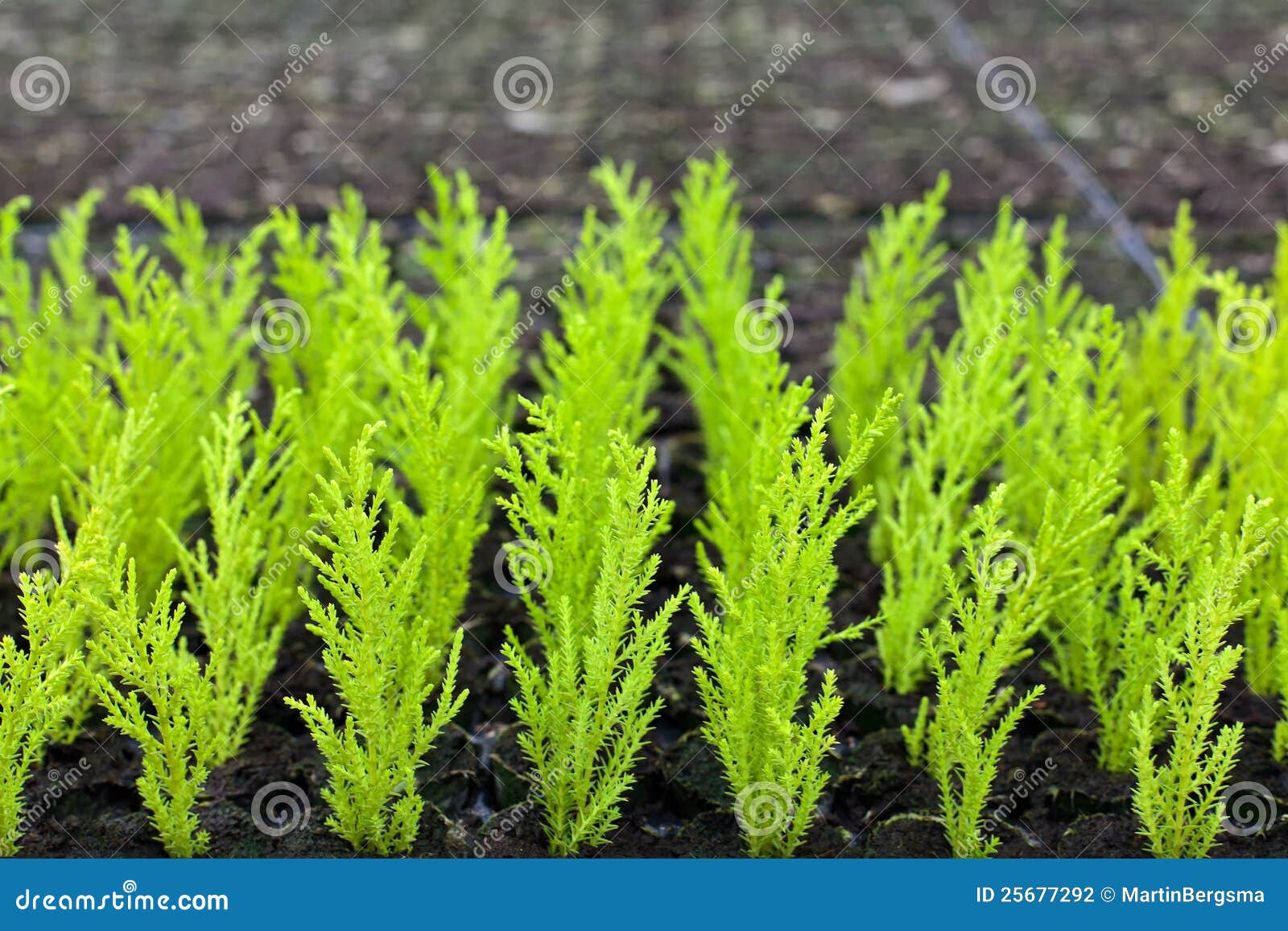 Young Conifers Growing Inside a Greenhouse Stock Photo - Image of plant ...