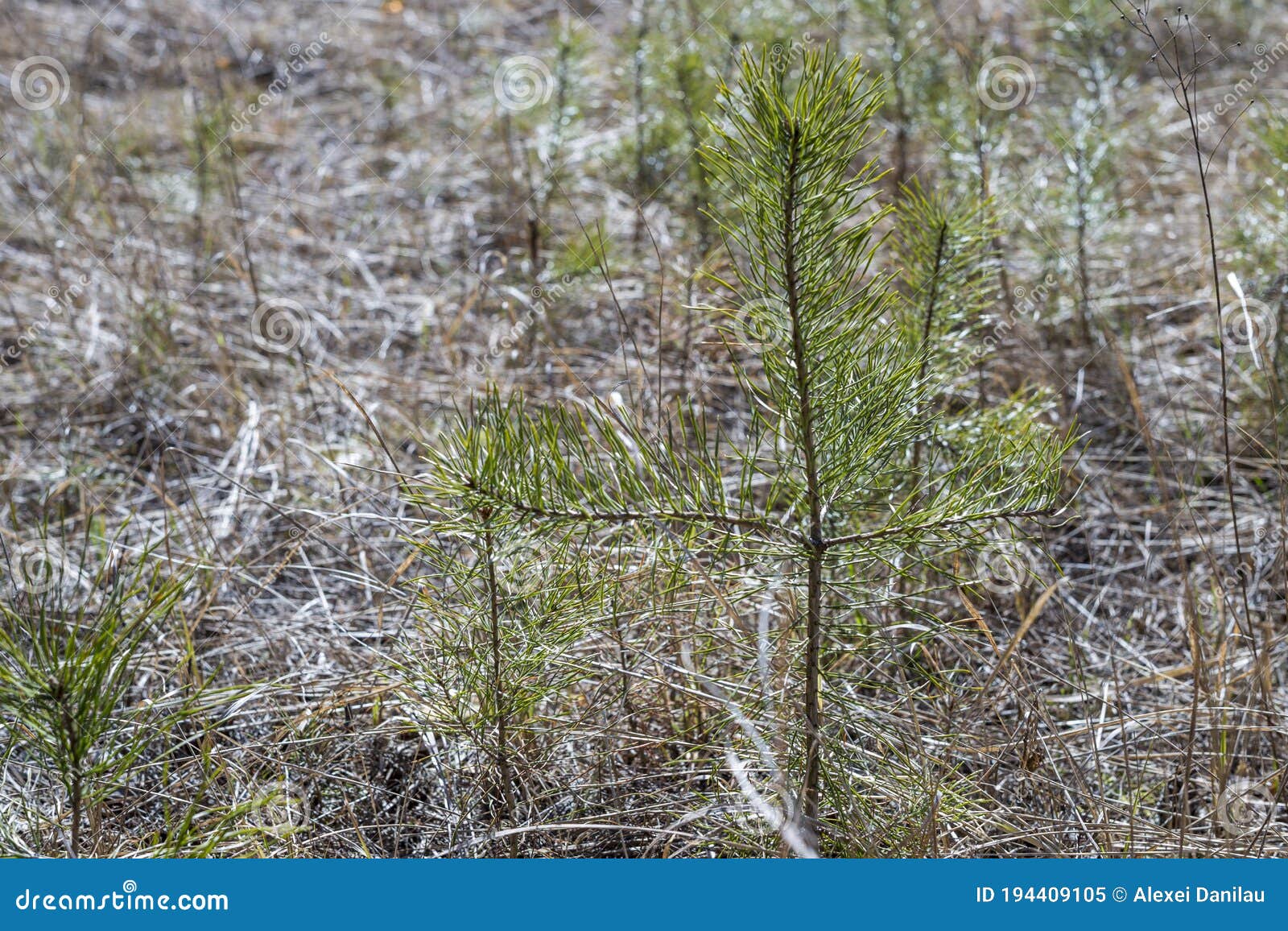 Young Conifers Grow Densely. Low Trees In A Pine Forest, Forest ...
