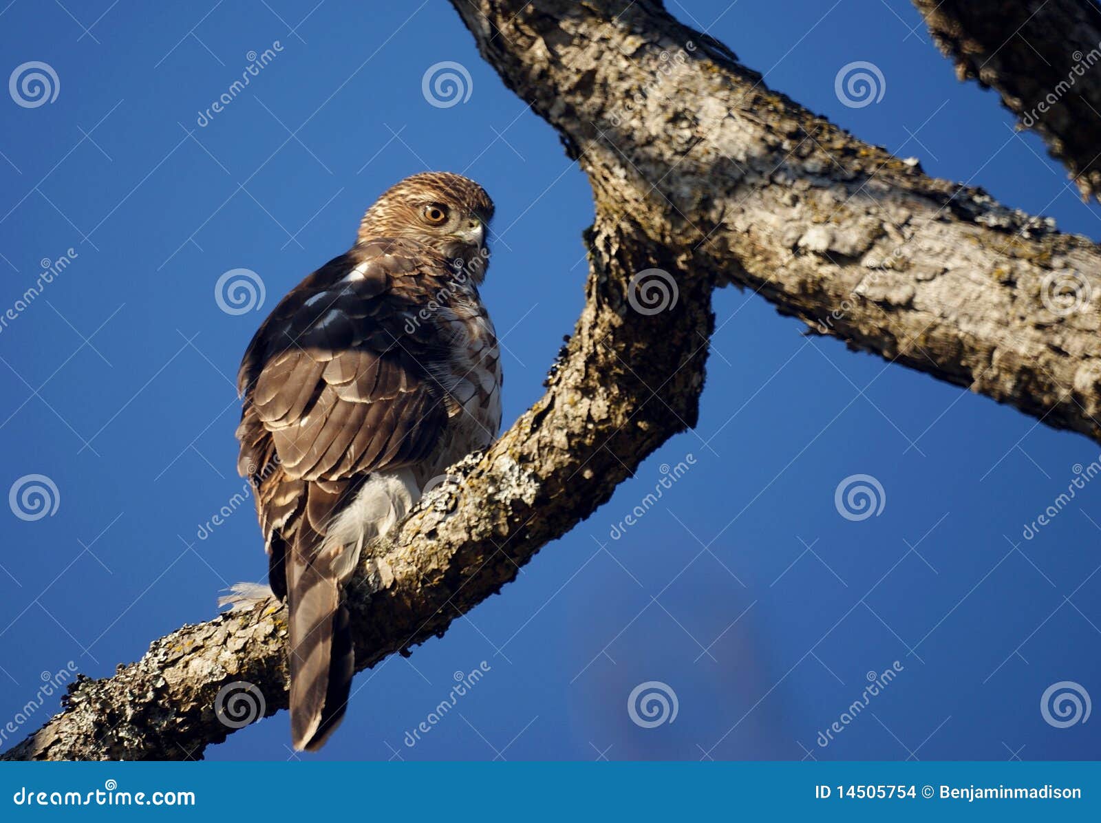Young Cooper s Hawk stock photo. Image of striker, branch - 14505754