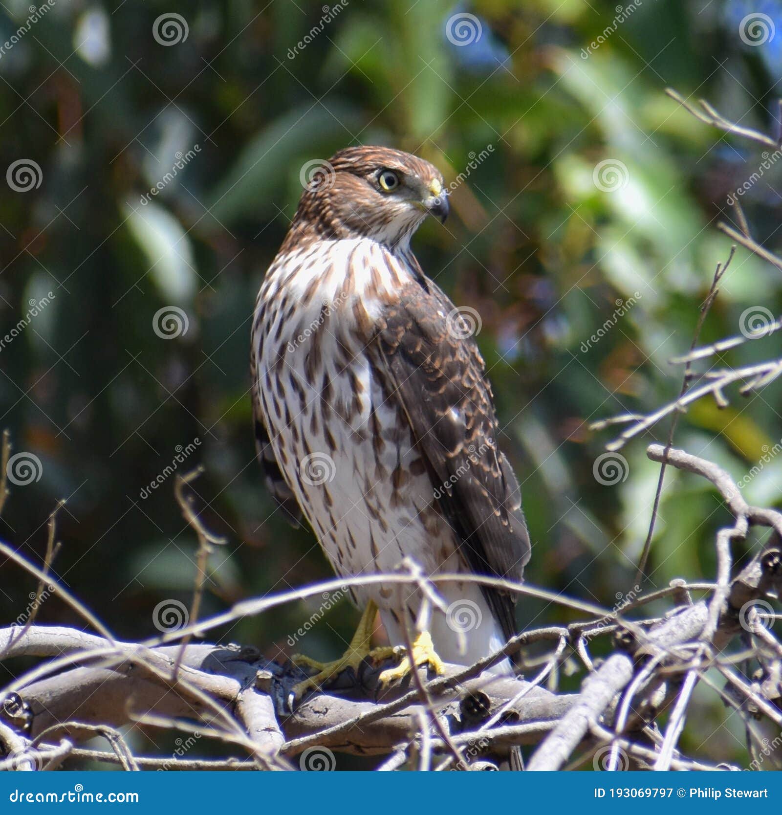 Young Cooper`s Hawk On Wire. Stock Photography | CartoonDealer.com ...