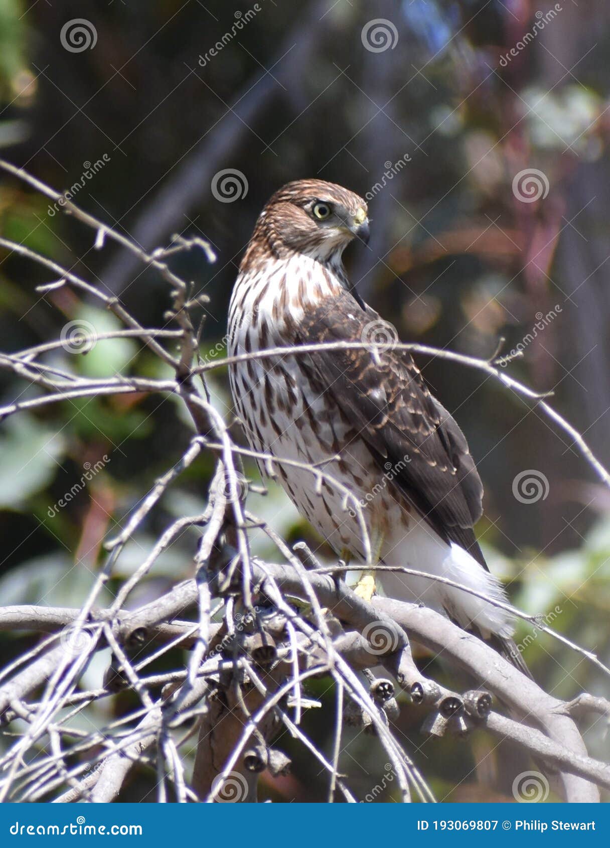 Young Cooper`s Hawk On Wire. Stock Photography | CartoonDealer.com ...
