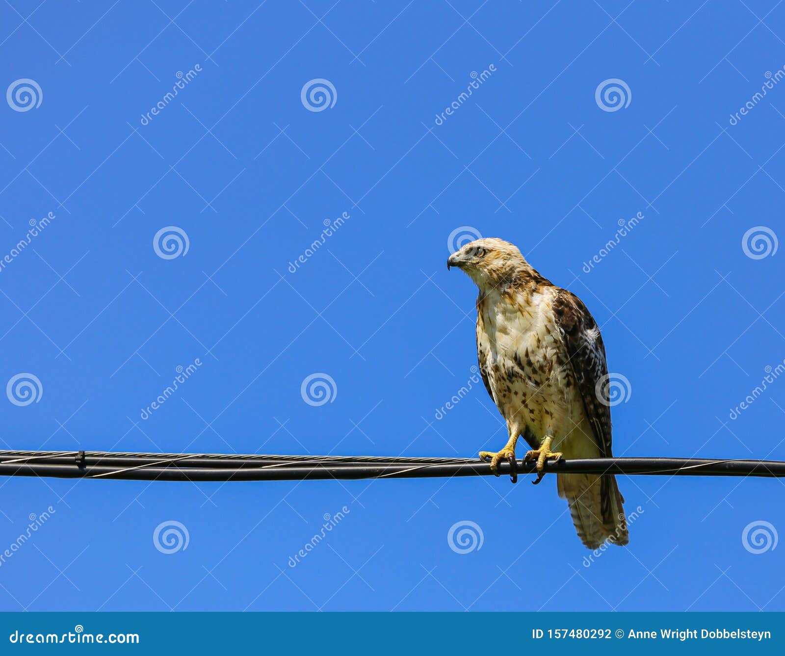 Young Cooper`s Hawk On Wire. Stock Photography | CartoonDealer.com ...