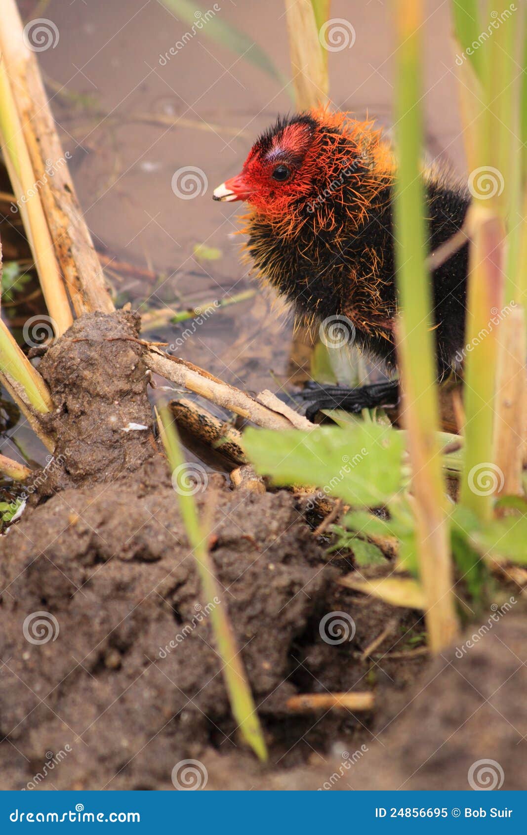 Young coot bird chick stock image. Image of small, lovely - 24856695