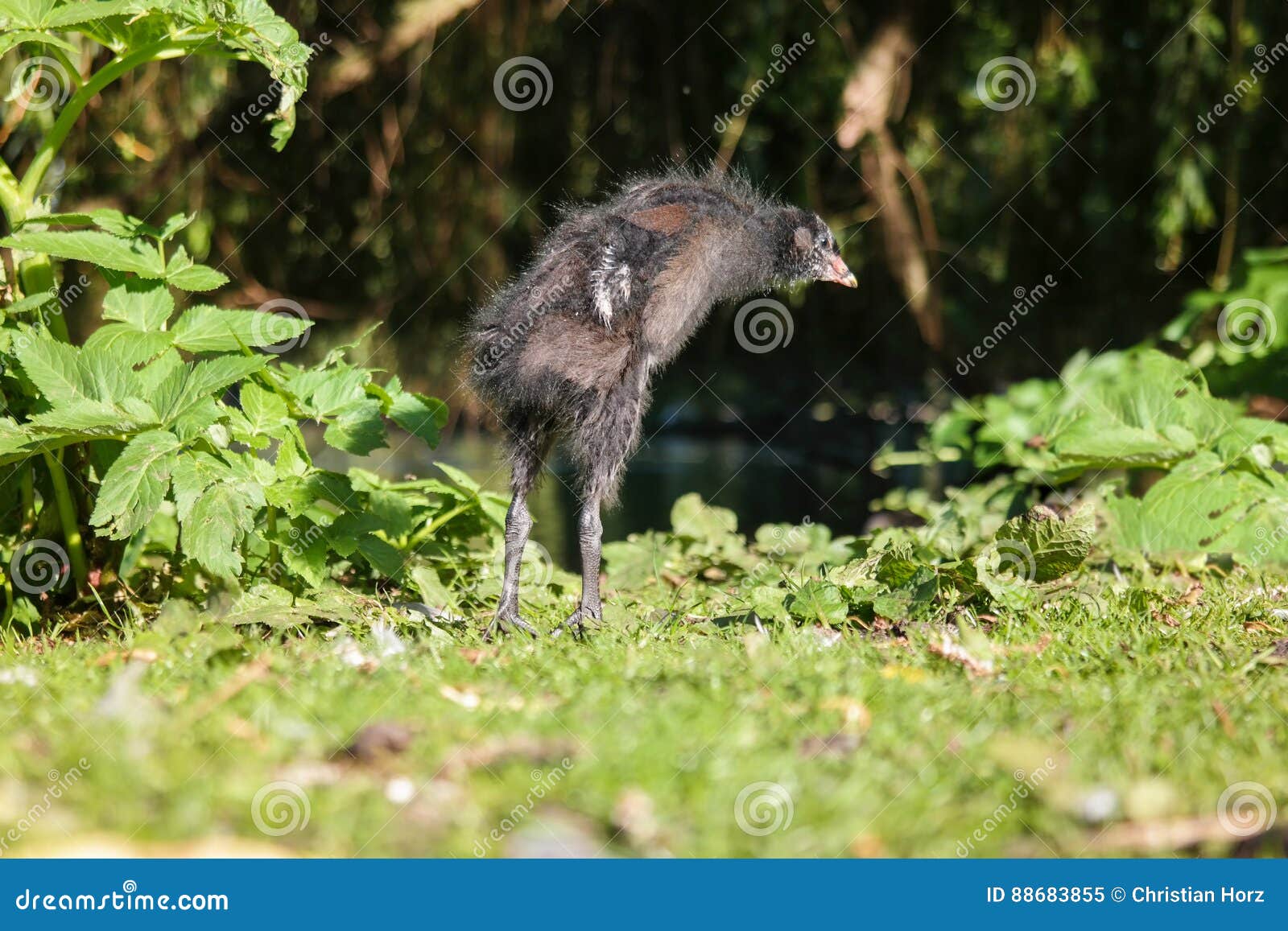 Young coot standing stock image. Image of feather, little - 88683855