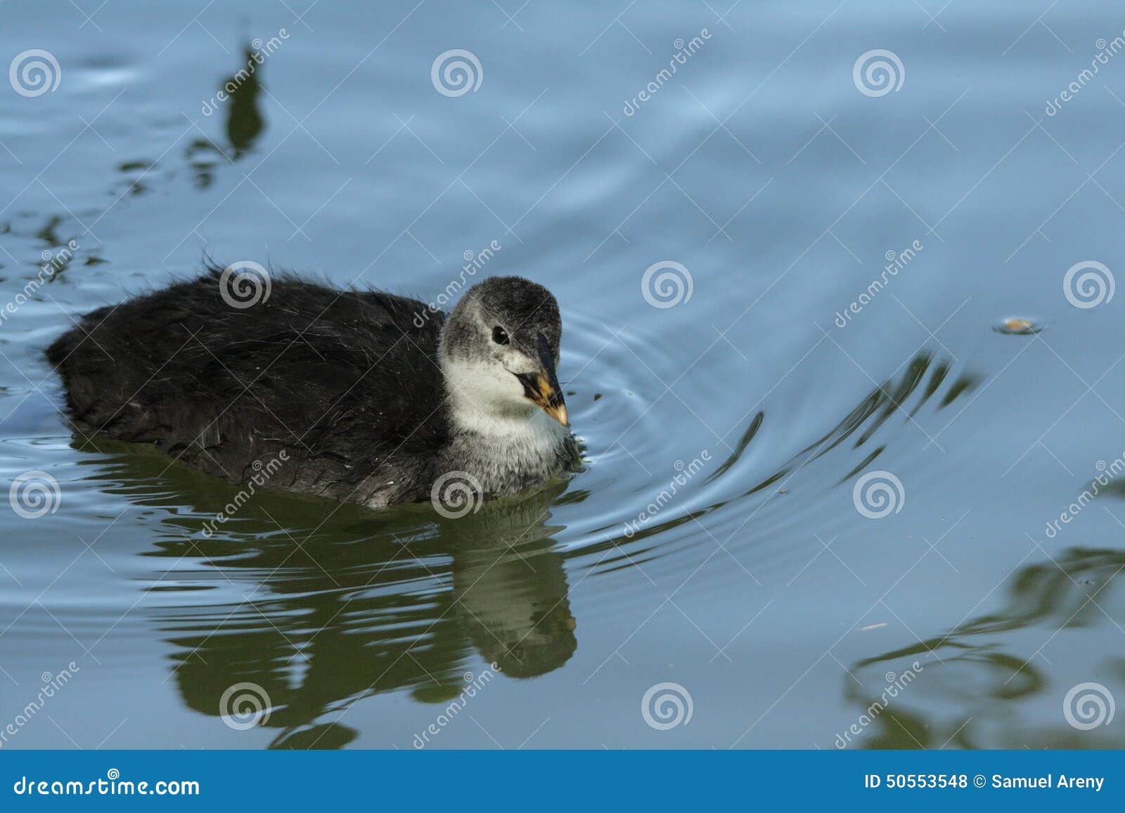 Young coot water bird stock photo. Image of baby, bird - 50553548
