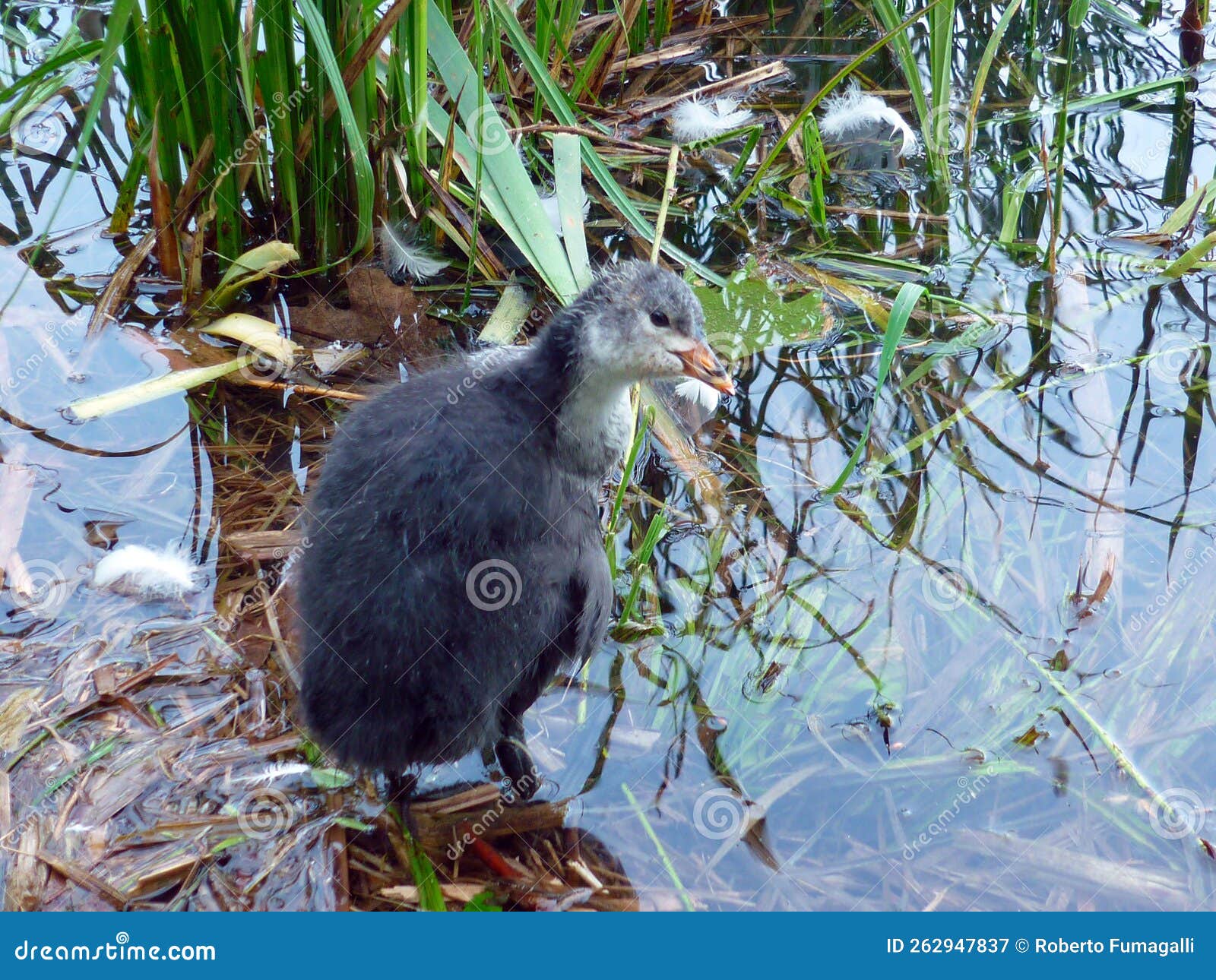 Young coot stock image. Image of plant, duck, coot, waterbird - 262947837