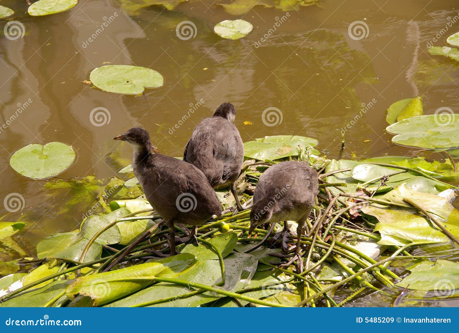 Young coots stock image. Image of flowers, natural, birds - 5485209