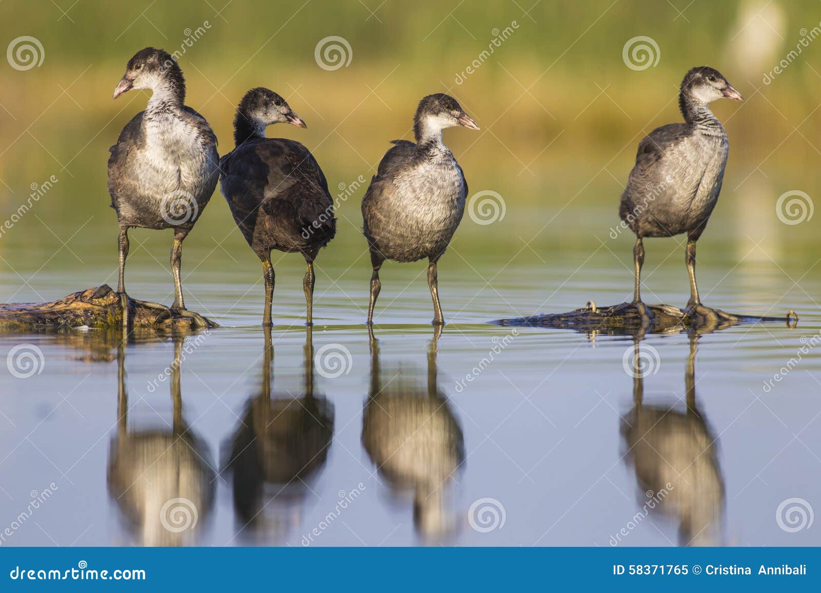 Young coots stock image. Image of pond, oasis, natural - 58371765