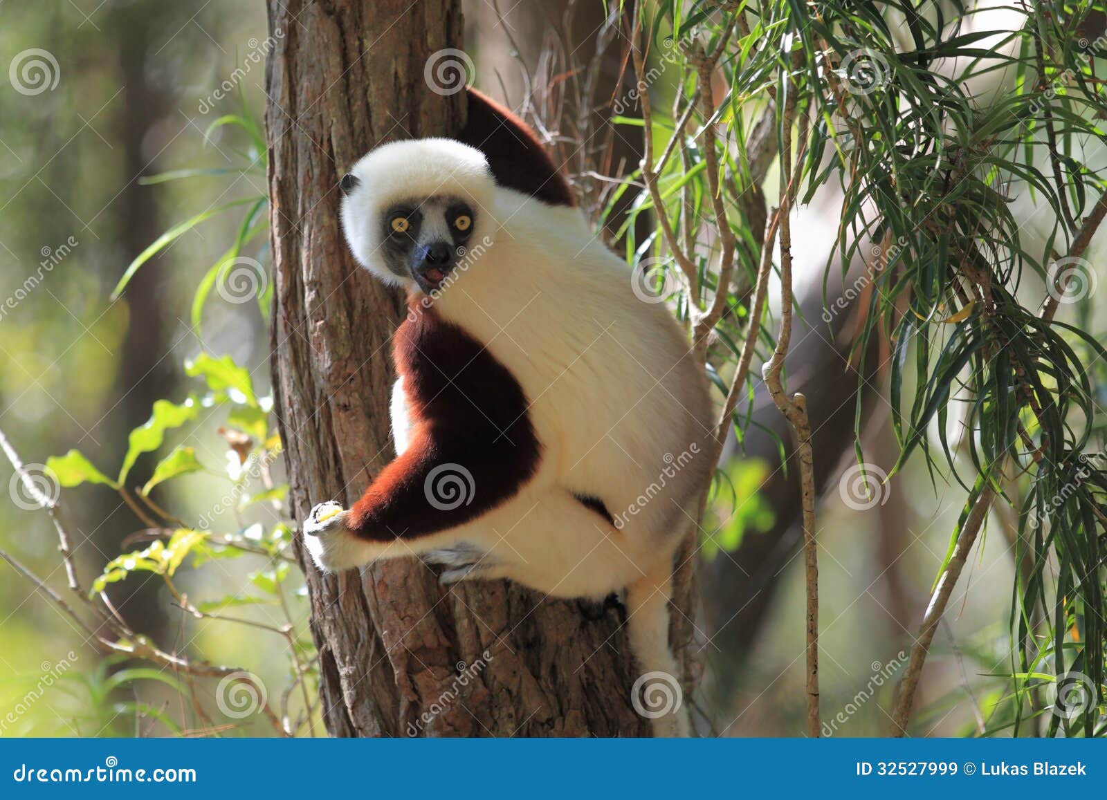 Young coquerel sifaka stock image. Image of young, madagascar - 32527999