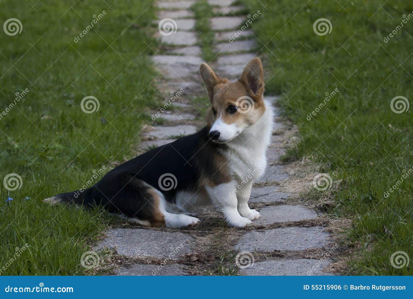 Young corgi stock photo. Image of dogd, pups, animals - 55215906