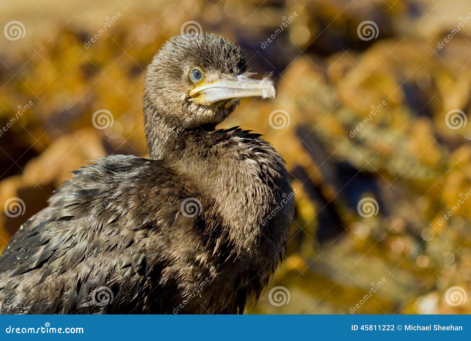 Young Cormorant bird stock photo. Image of animal, cormorant - 45811222