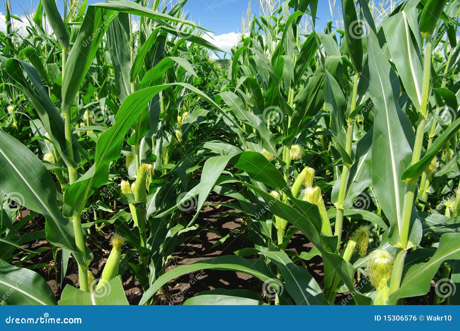Young Corn stock photo. Image of kernels, health, fertilize - 15306576