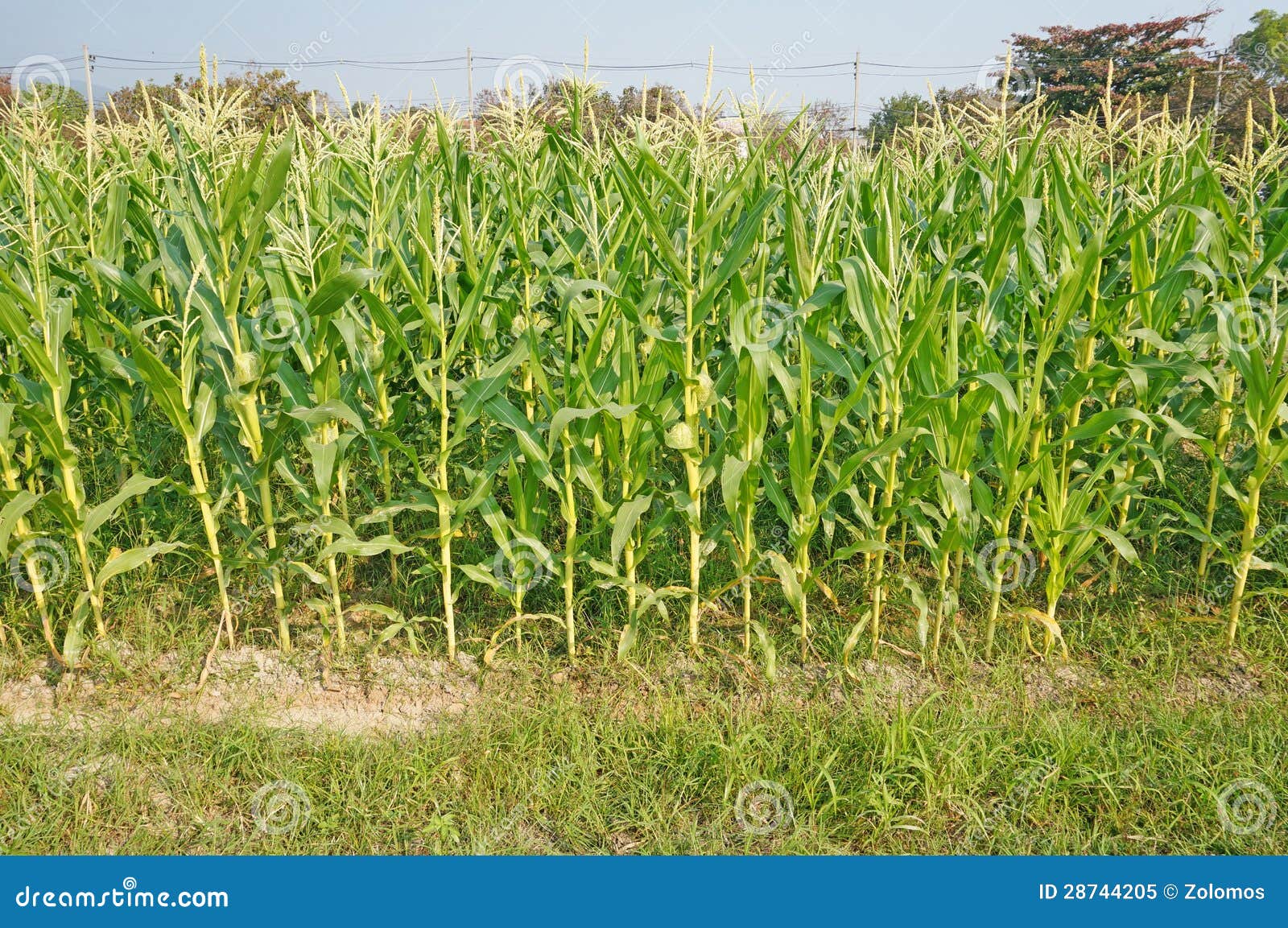 Young Corn stock image. Image of food, land, countryside - 28744205