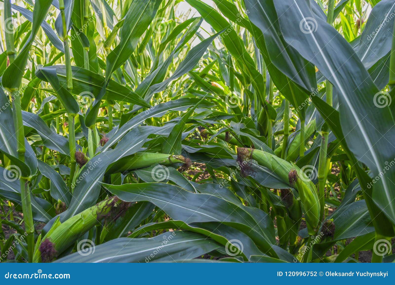Young Corn Cobs in the Field. Maturity Phase Stock Photo - Image of ...