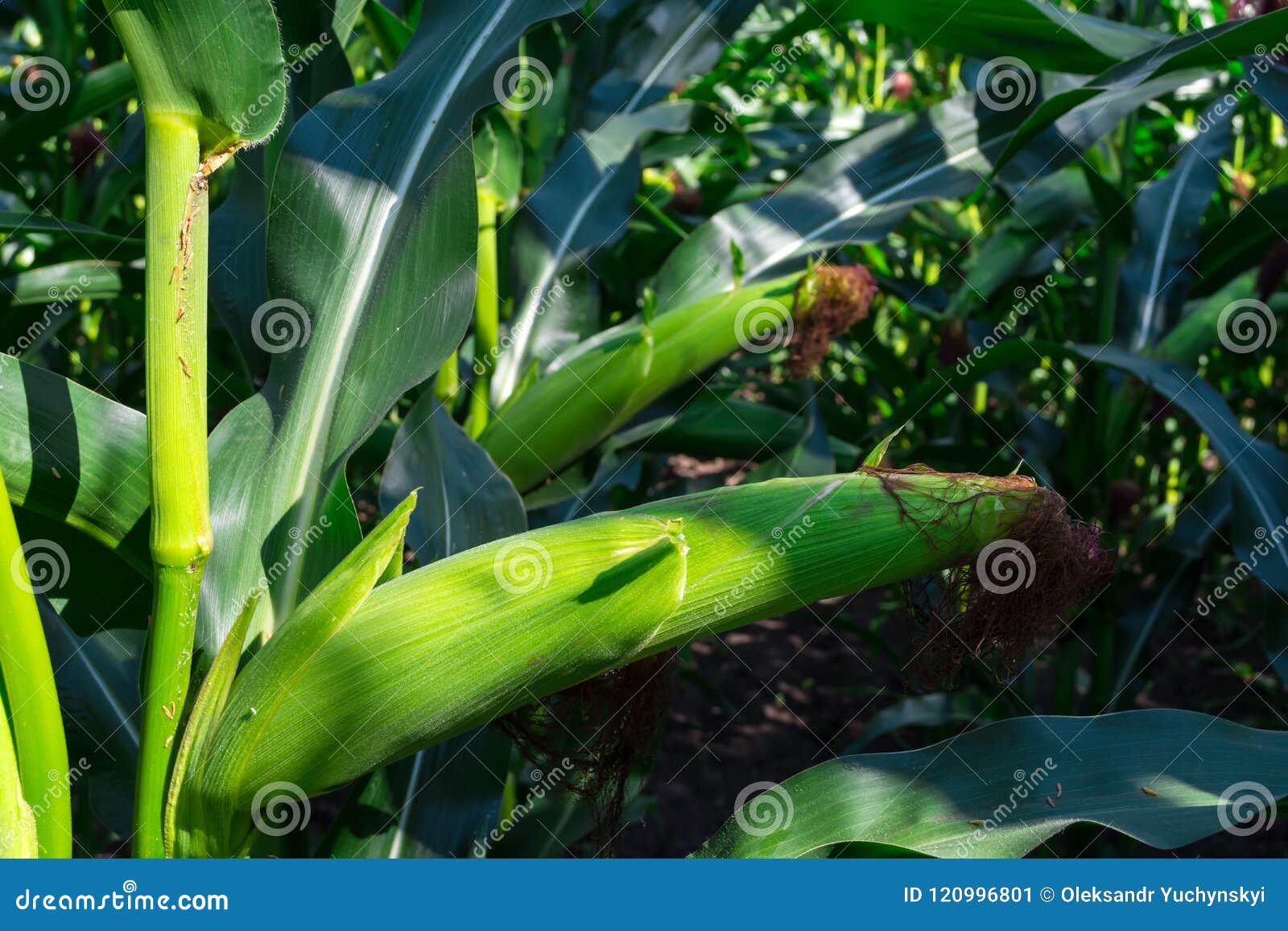 Young Corn Cobs in the Field. Maturity Phase Stock Image - Image of ...