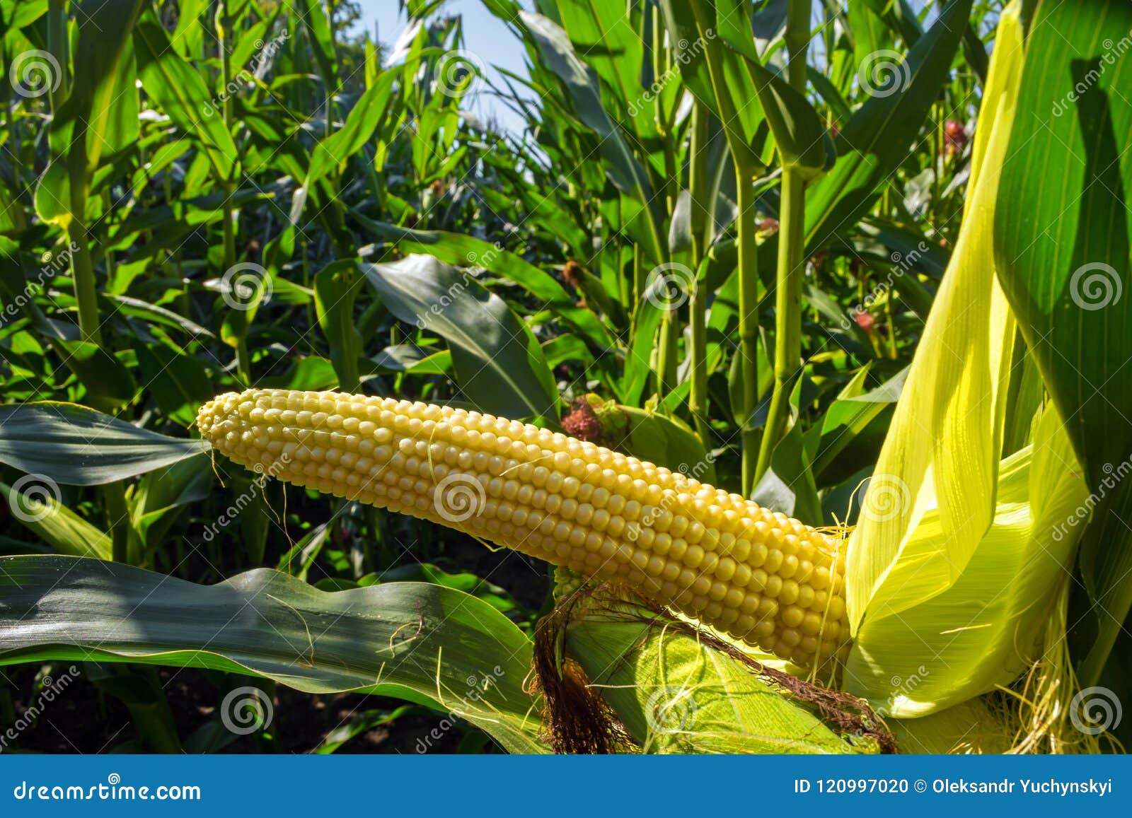 Young Corn Cobs in the Field. Maturity Phase Stock Photo - Image of ...
