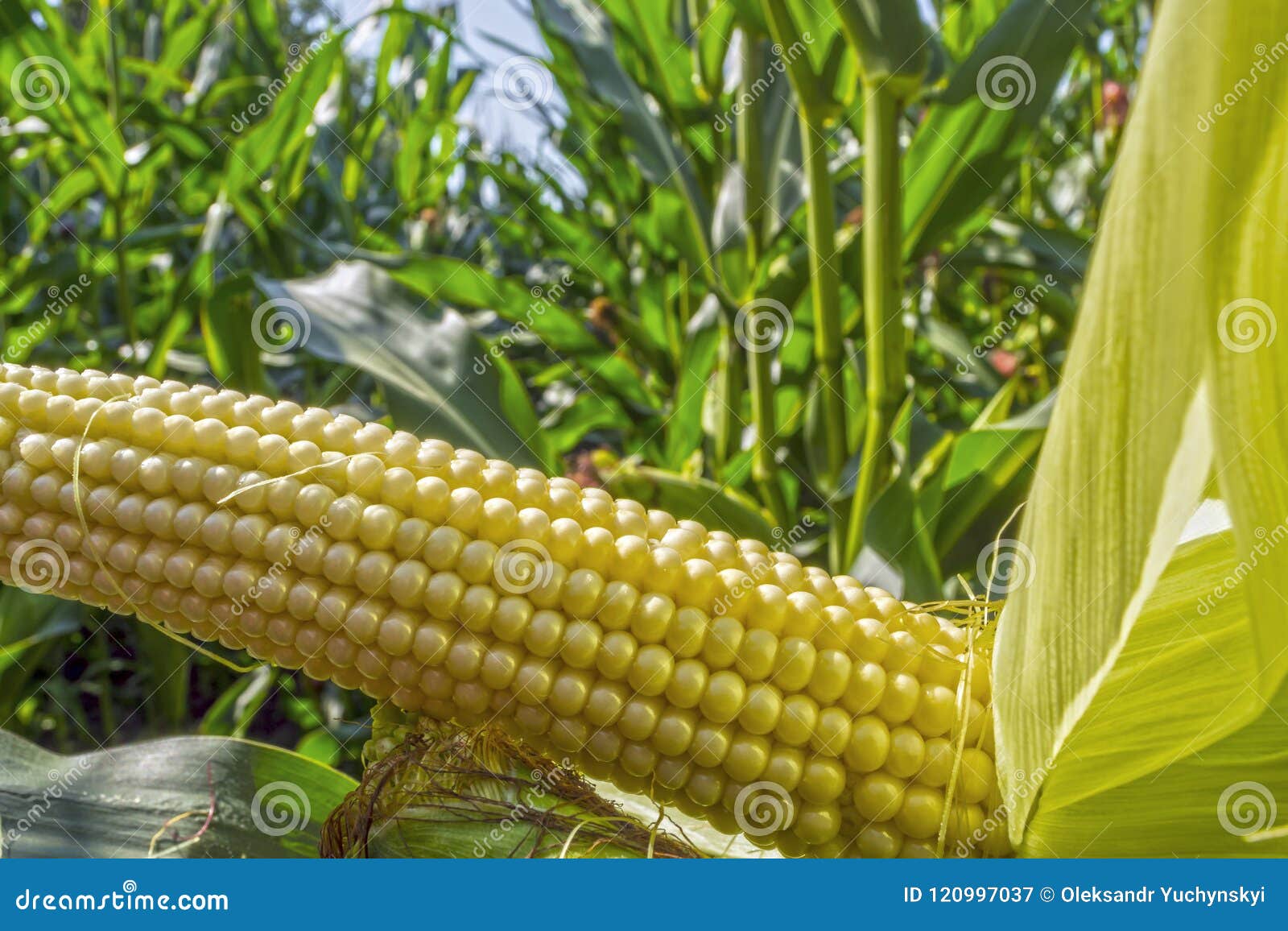 Young Corn Cobs in the Field. Maturity Phase Stock Image - Image of ...